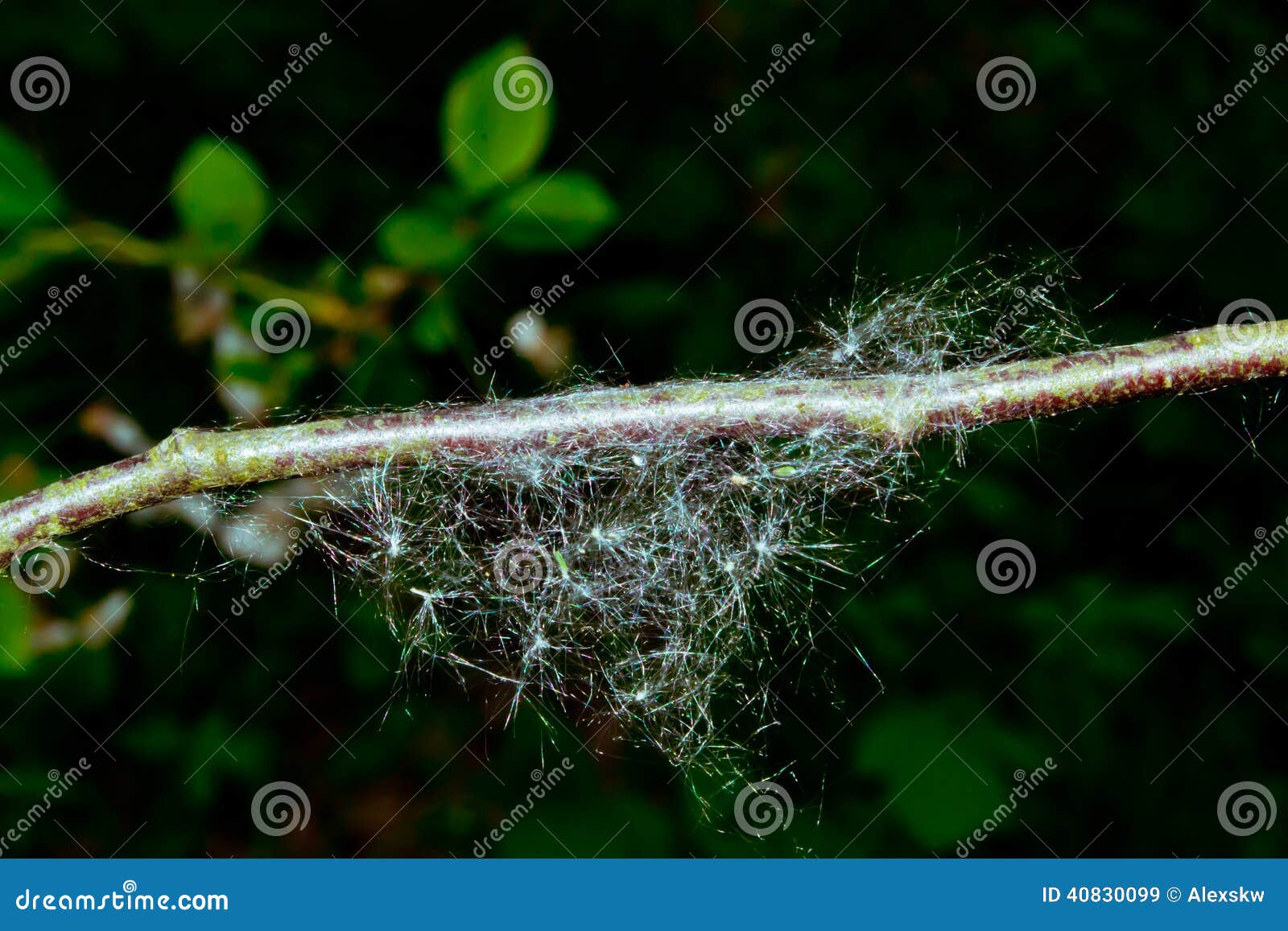 Web on a tree branch stock image. Image of outdoor, close - 40830099