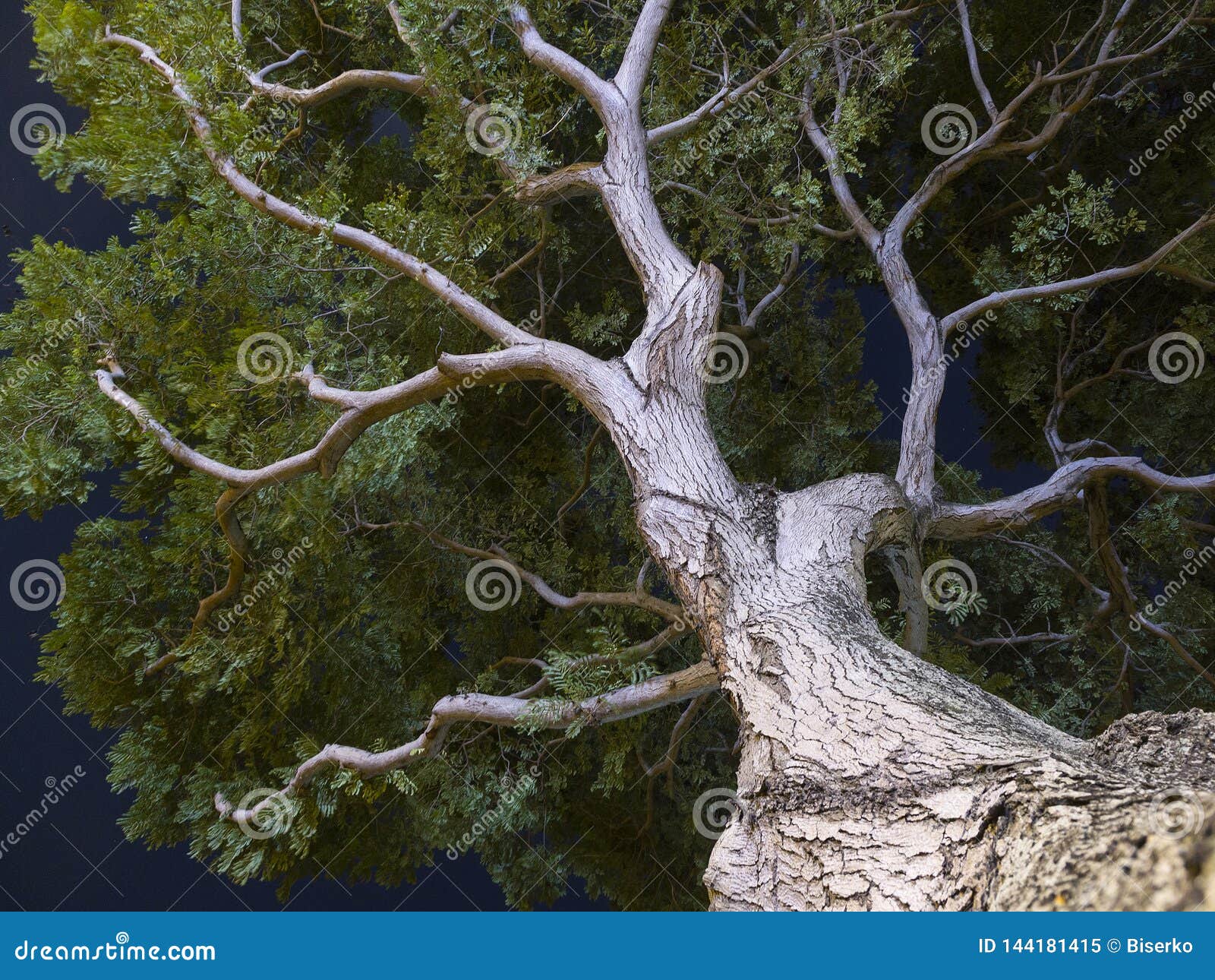 Tree branches in the night stock image. Image of artistic - 144181415