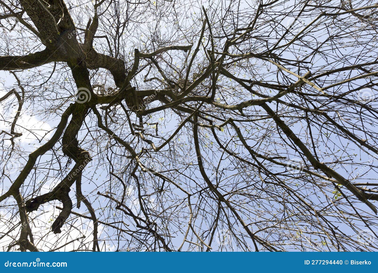 Web of the Tree Branches in the Winter Stock Photo - Image of leaves ...