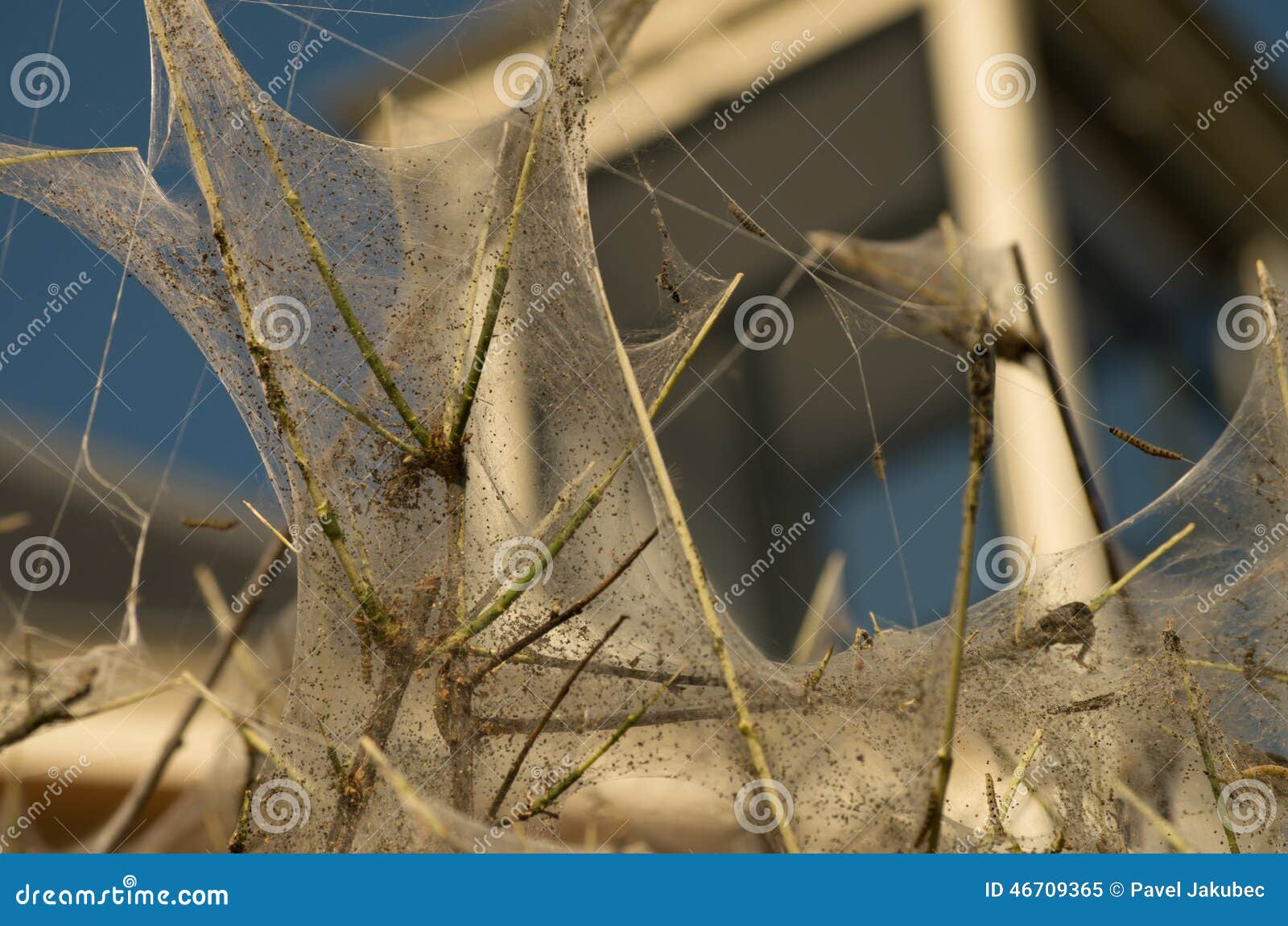 Web tree stock image. Image of pest, animal, insect, tree - 46709365