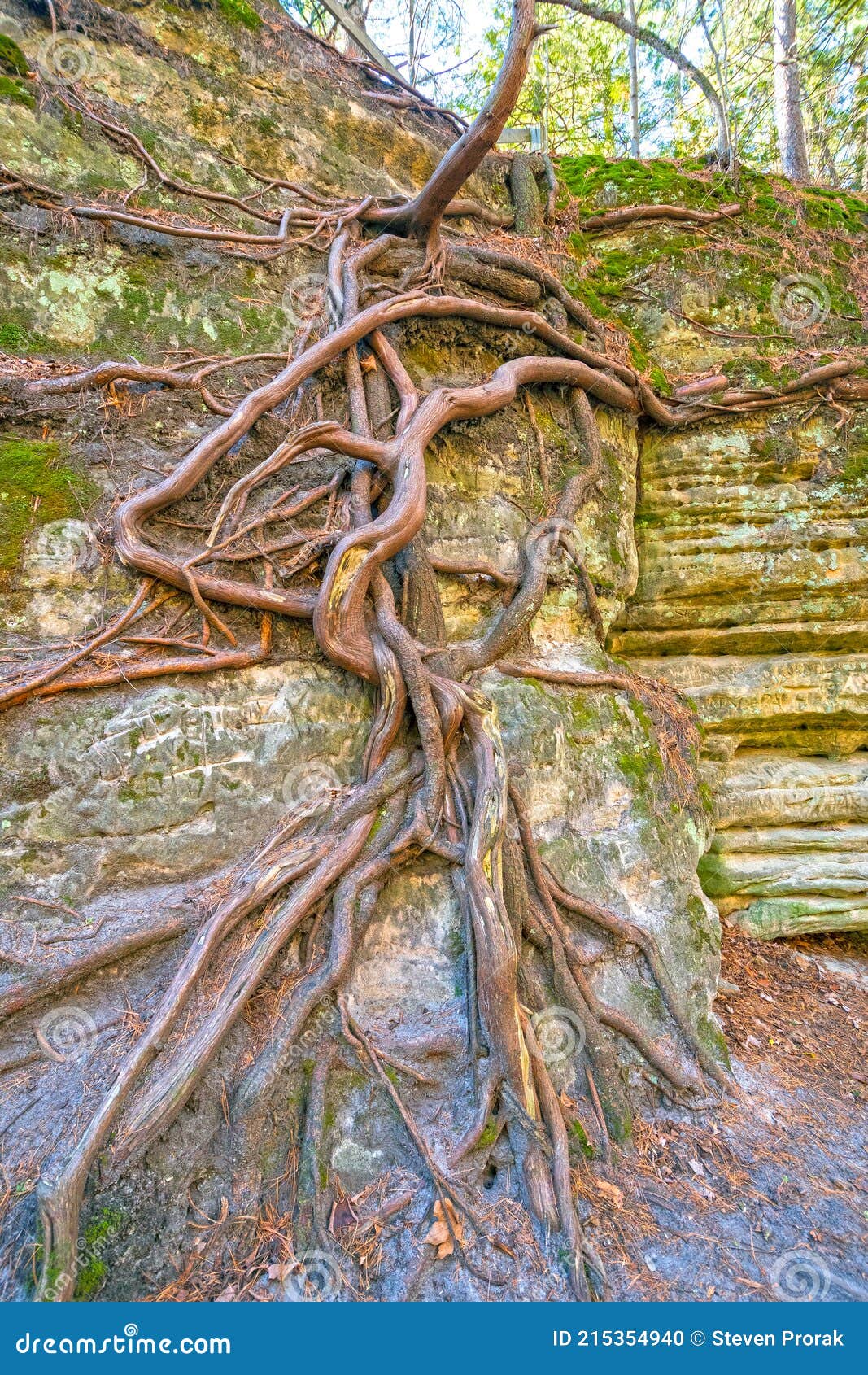 Web of Tree Roots on a Canyon Wall Stock Photo - Image of vertical ...