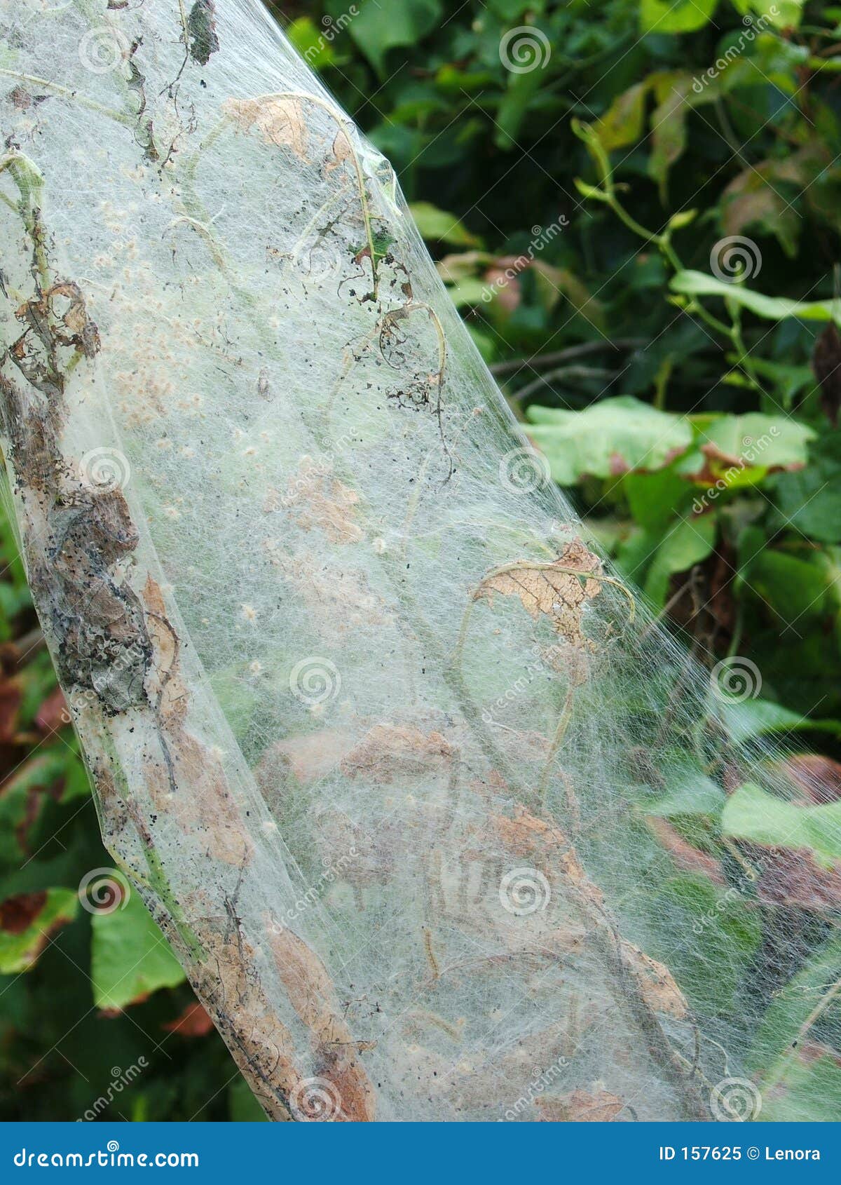 Web And Worms Picture. Image: 157625