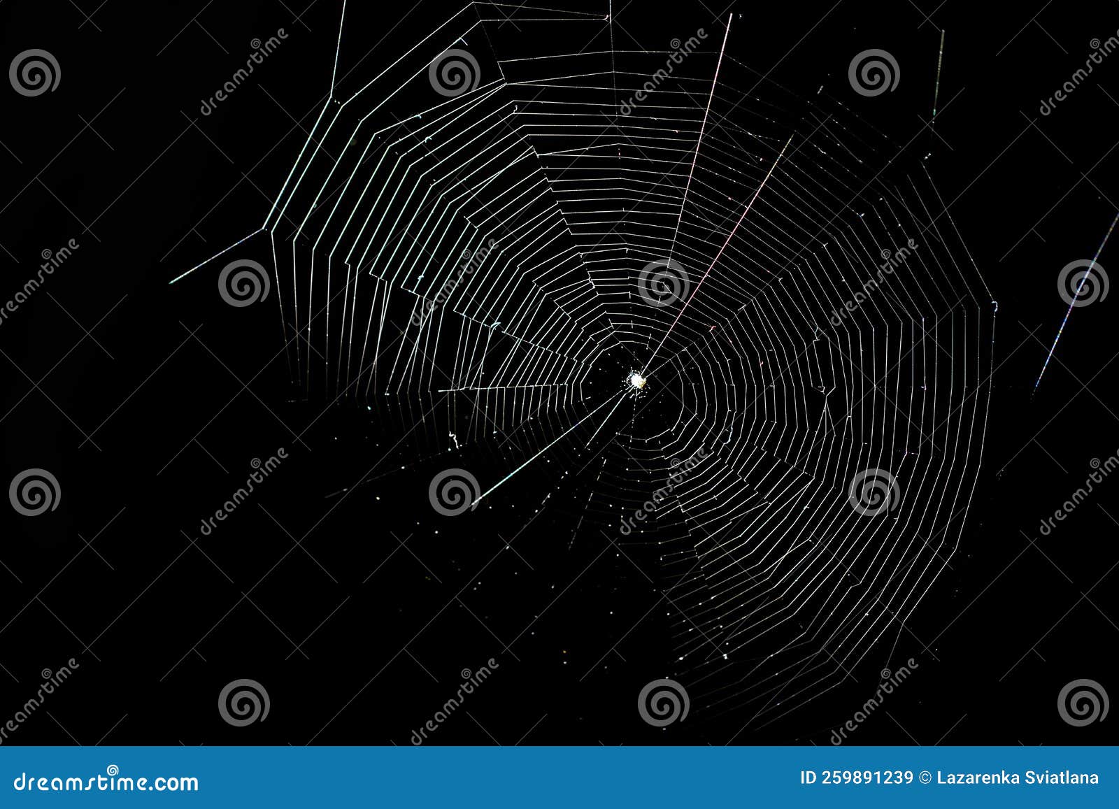 A Web Woven by a Spider on a Black Stock Image - Image of morning, drop ...