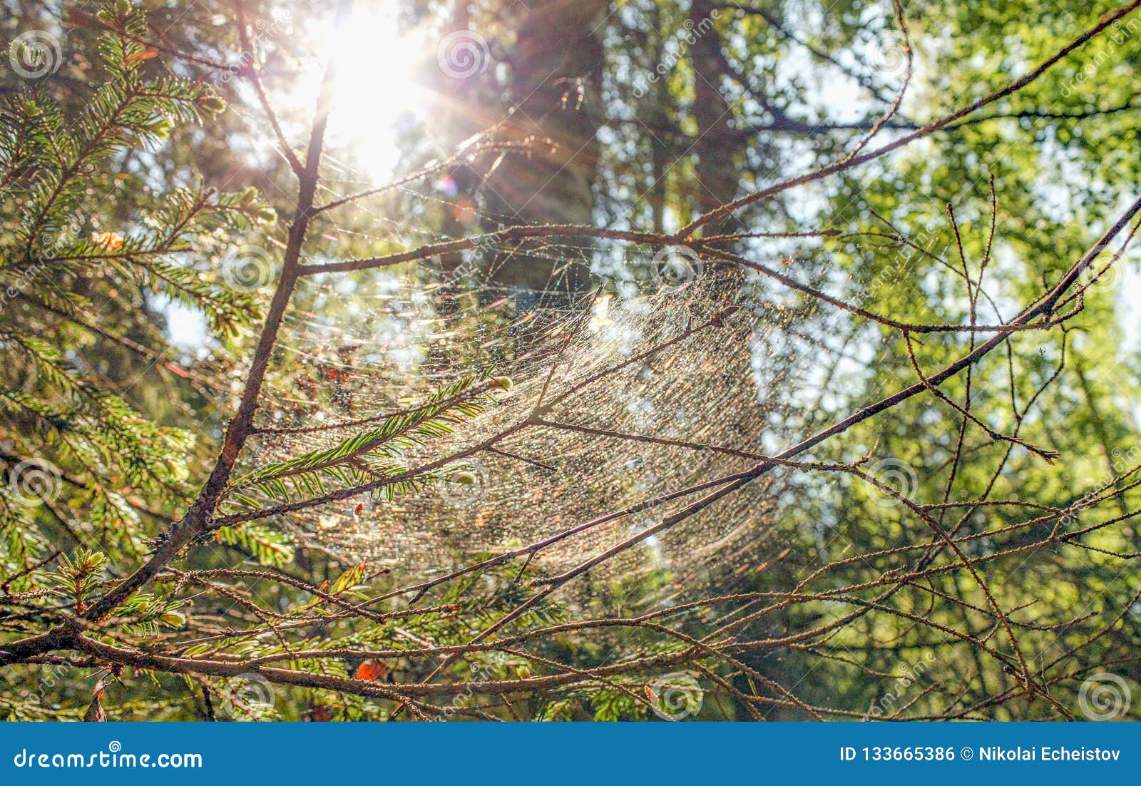 Spider Web Woven on the Branches of a Tree in the Forest Against the ...