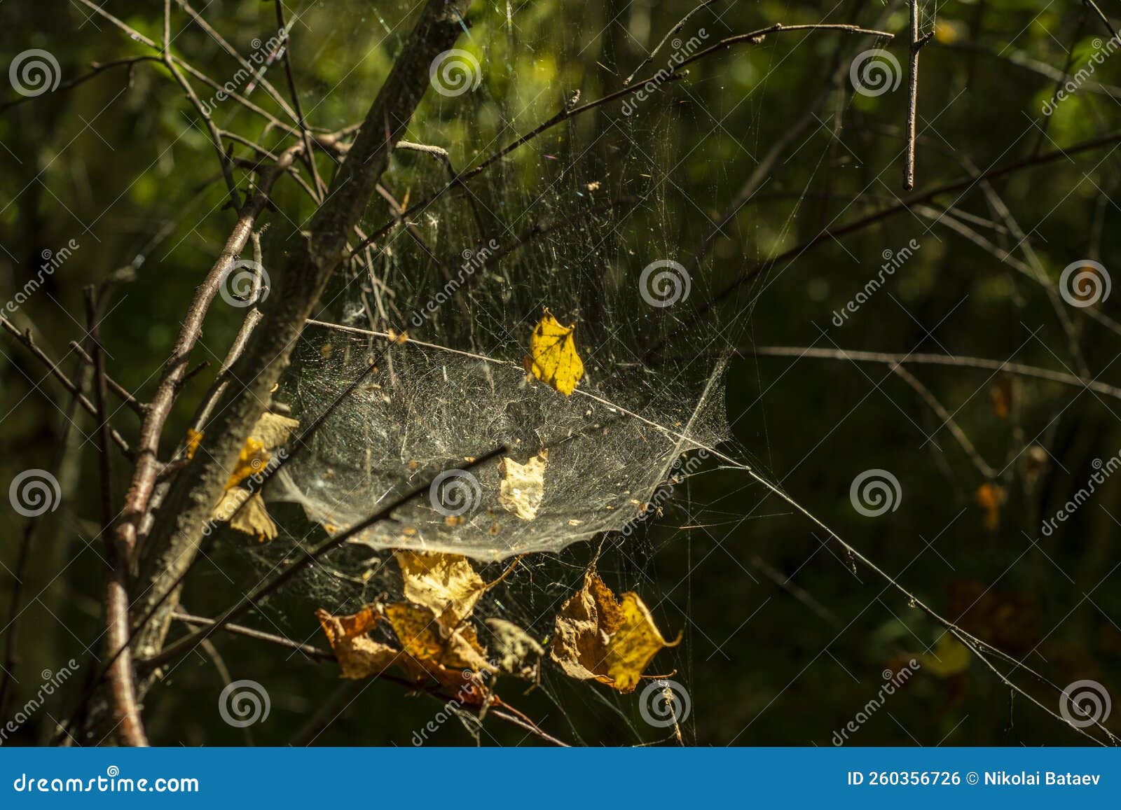 A Web Woven between Tree Branches Stock Photo - Image of trap, foliage ...