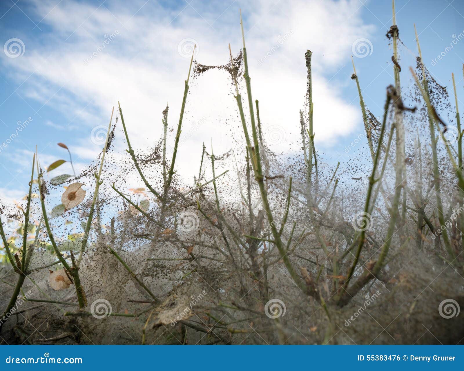 Cocooned Branches Stock Photos - Free & Royalty-Free Stock Photos from ...