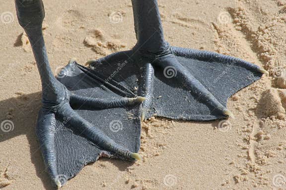 Webbed Feet stock photo. Image of nature, sand, feet, coast - 4407310