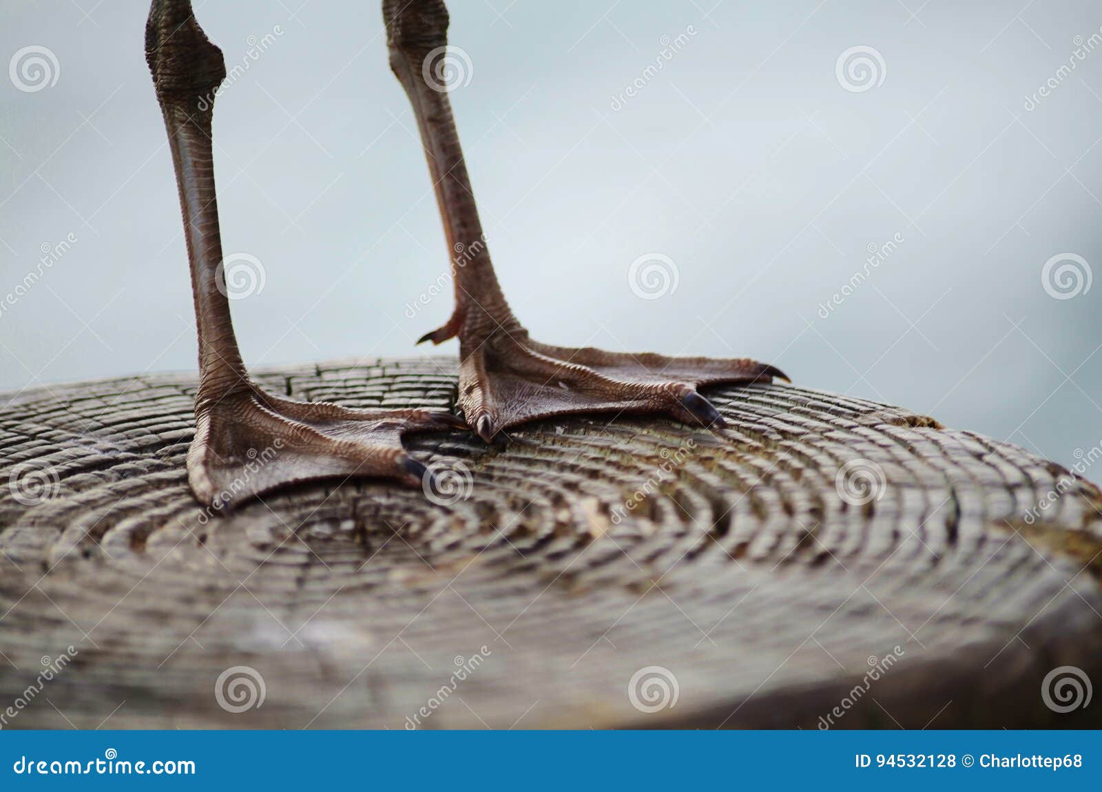 Webbed feet stock photo. Image of wooden, pedicure, dock - 94532128