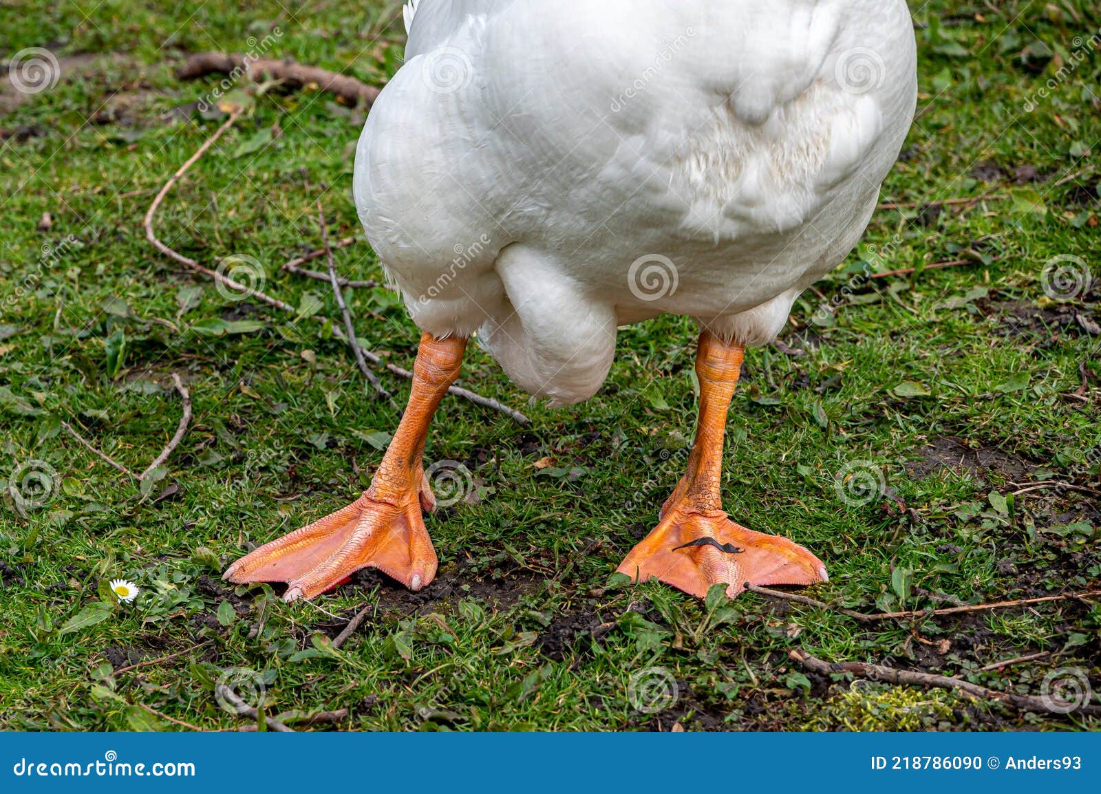 Webbed Foot of Embden Goose Stock Photo - Image of farming, foot: 218786090