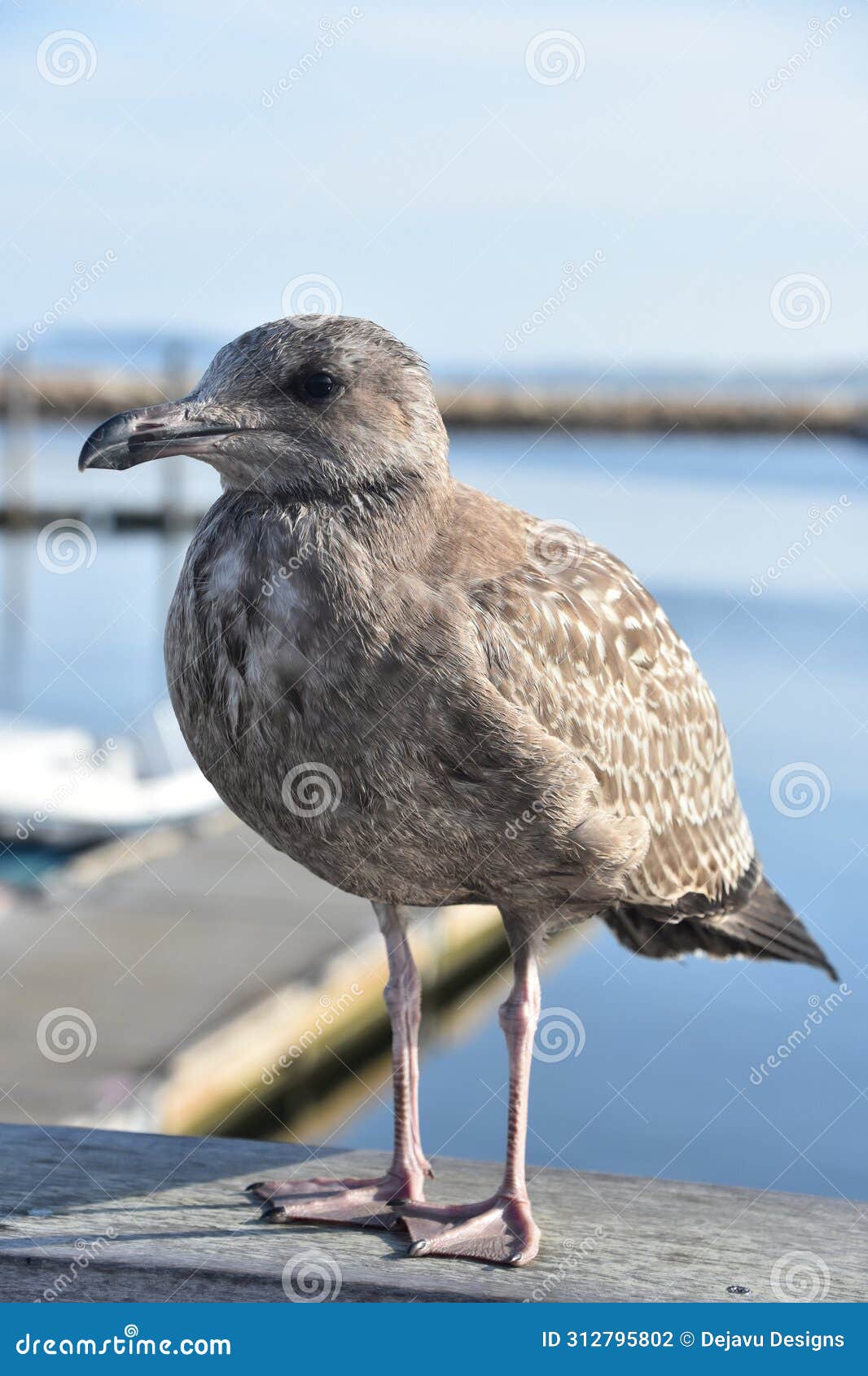 Webbed Feet on a Seagull on the Dock Stock Photo - Image of nature ...