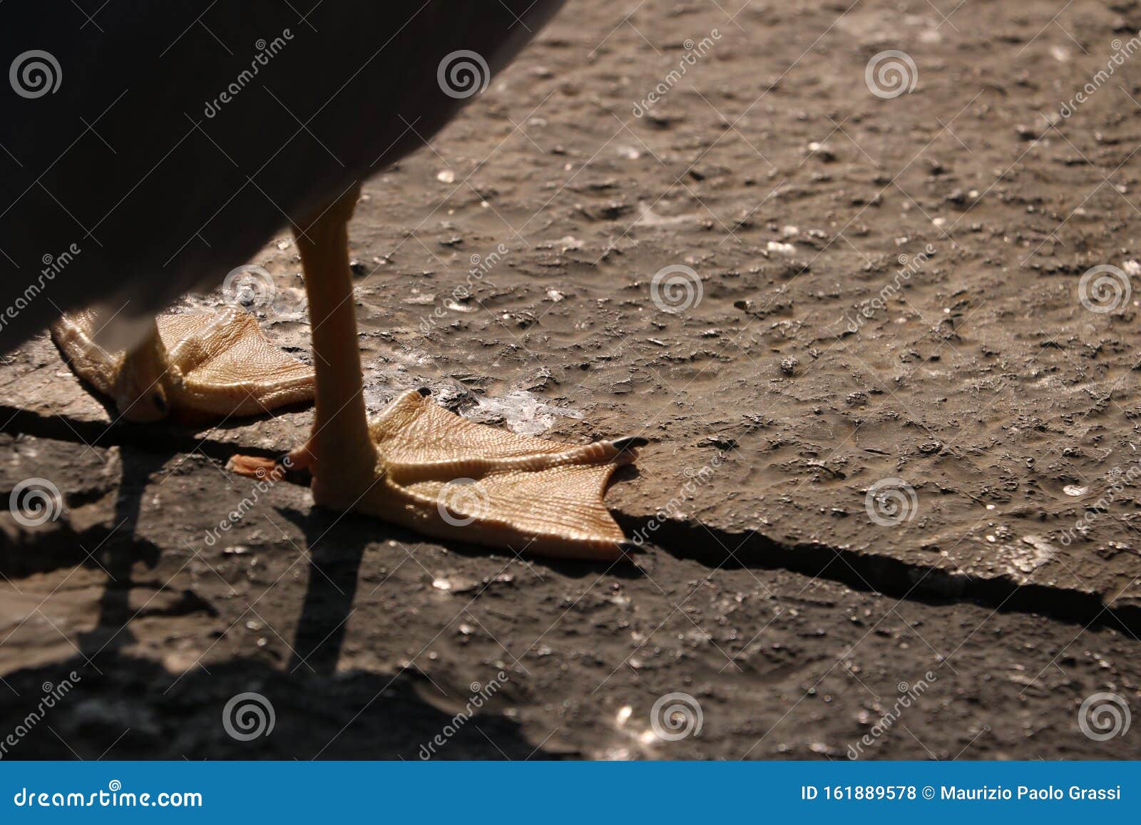 Webbed Feet of a Seagull Walking Stock Photo - Image of detail, seagull ...
