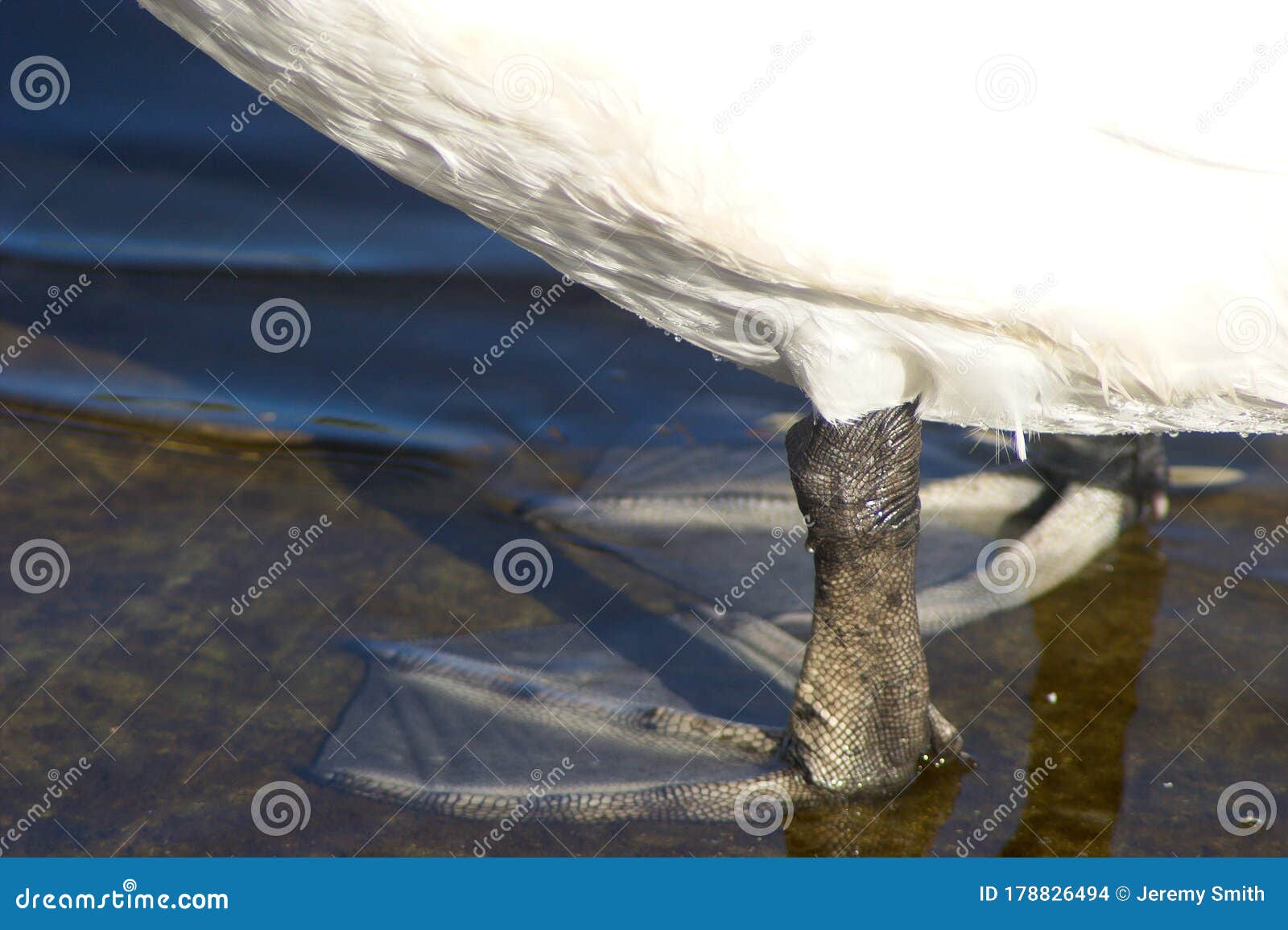 Paddling Webbed Foot of a Swan Stock Photo - Image of webbed, wildlife ...