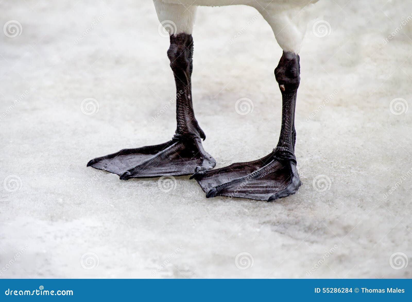 Webbed feet stock photo. Image of swan, northern, large - 55286284