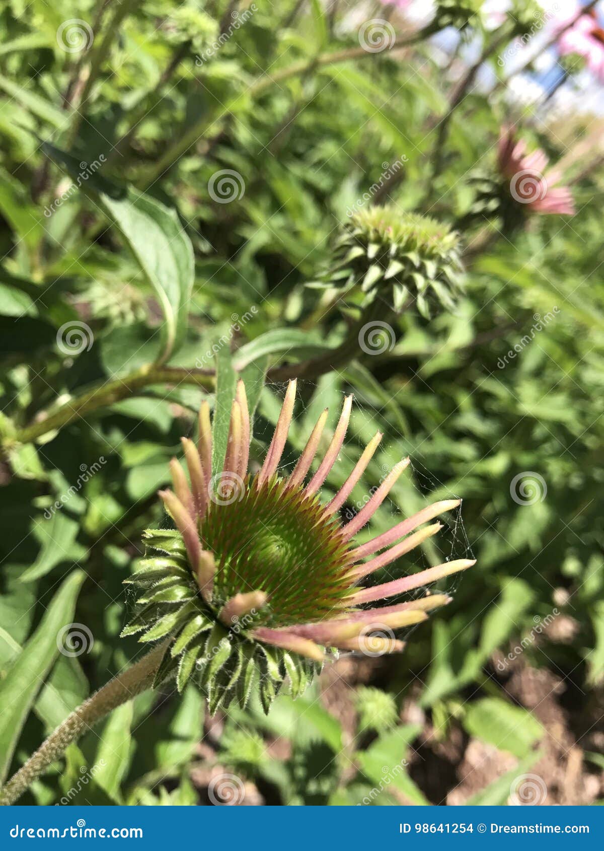 Webbed Flower stock photo. Image of flower, leaves, webbed - 98641254