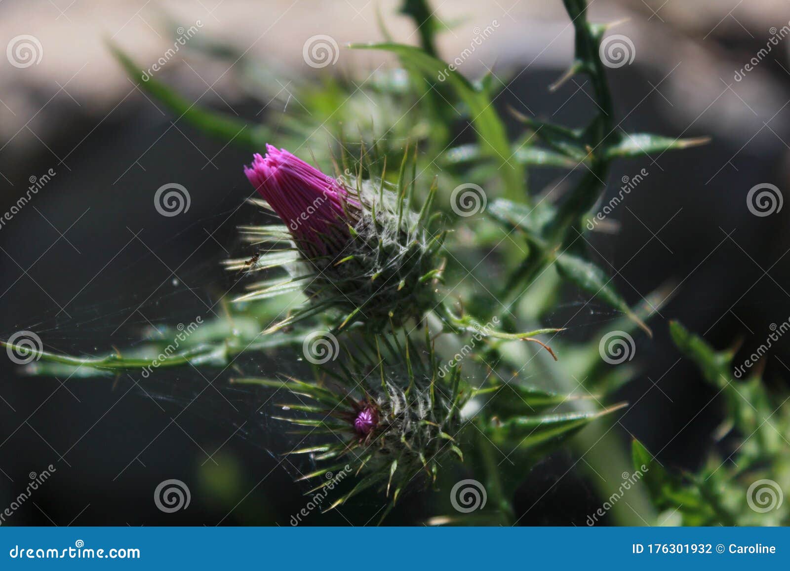 Webbed flower stock photo. Image of flower, webbed, flowers - 176301932
