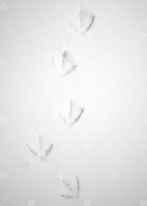 Webbed Footprints in Snow stock photo. Image of gull - 17249056