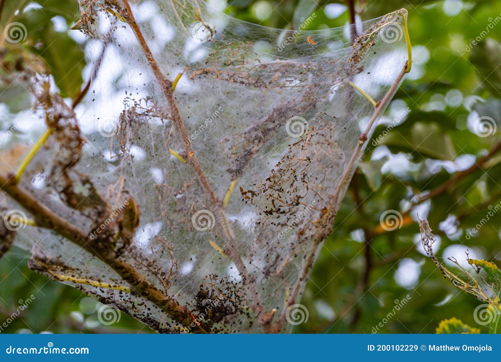 Webbed Silken Nest of the Fall Webworm Hyphantria Cunea is a Moth Stock ...