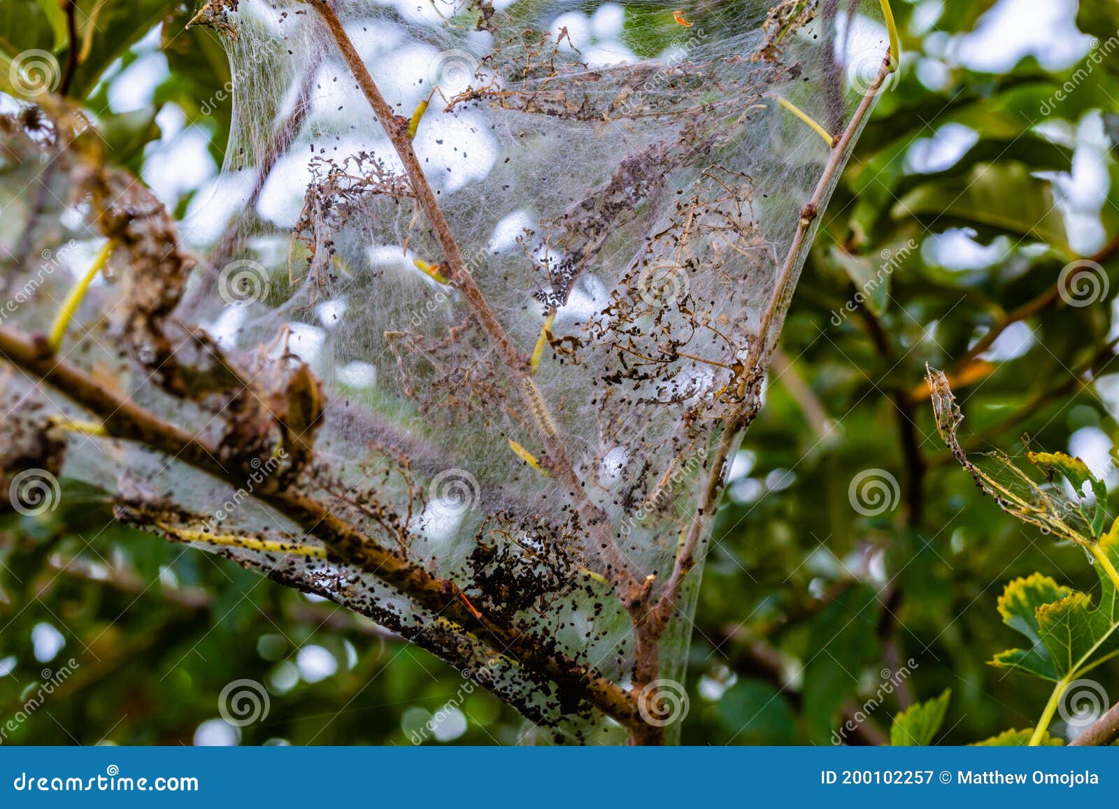 Webbed Silken Nest of the Fall Webworm Hyphantria Cunea is a Moth Stock ...