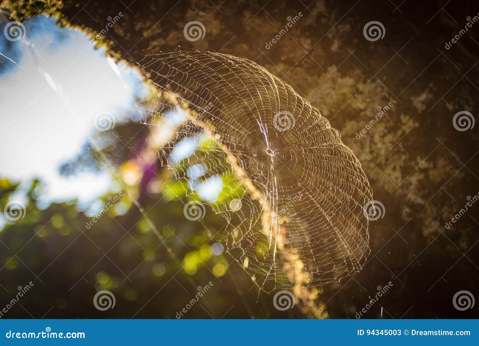 Webbed stock image. Image of insect, hour, webbing, gently - 94345003