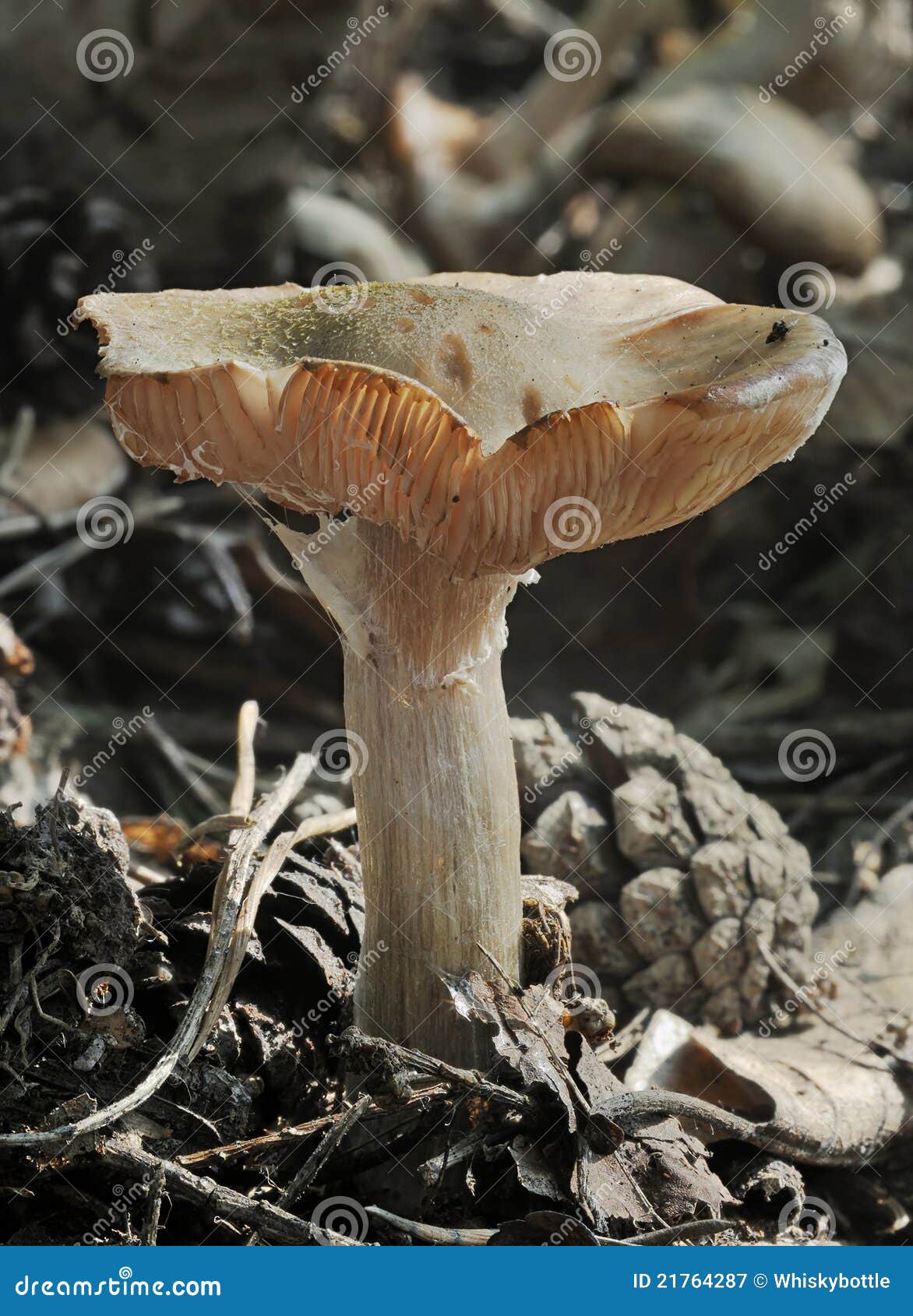 Webcap fungus stock image. Image of woods, flora, forest - 21764287