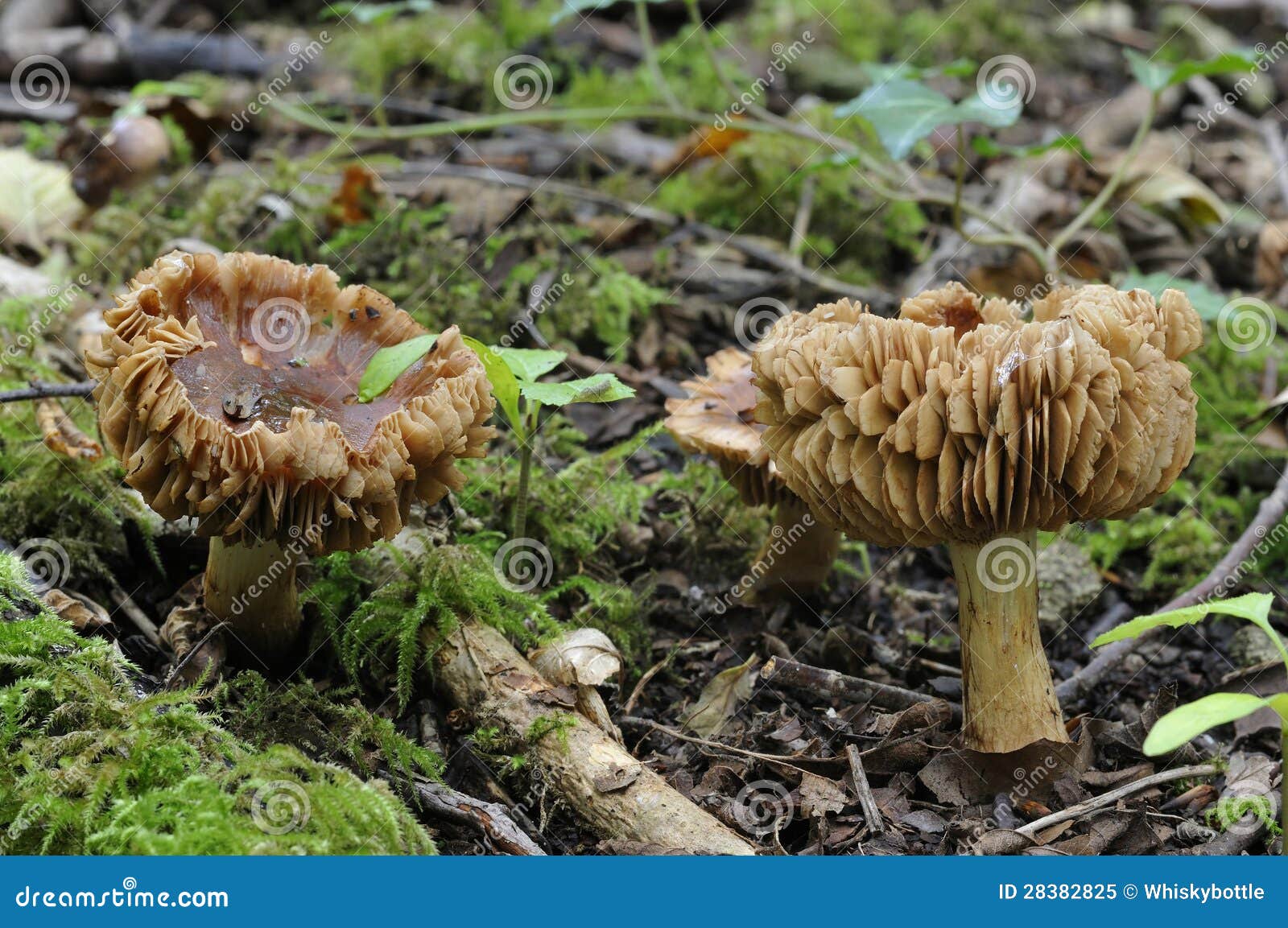 Webcap fungus stock image. Image of flora, nature, gills - 28382825