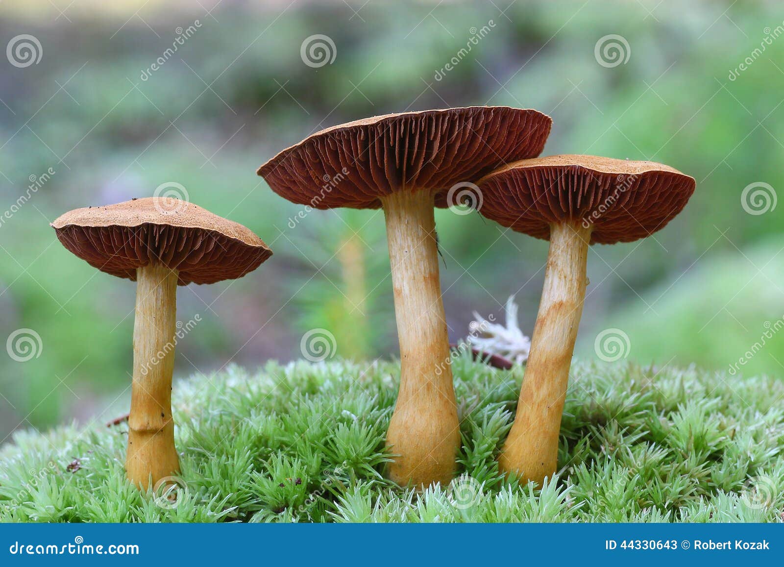 Mushroom Cortinarius Traganus, Also Known As The Gassy Webcap Stock ...