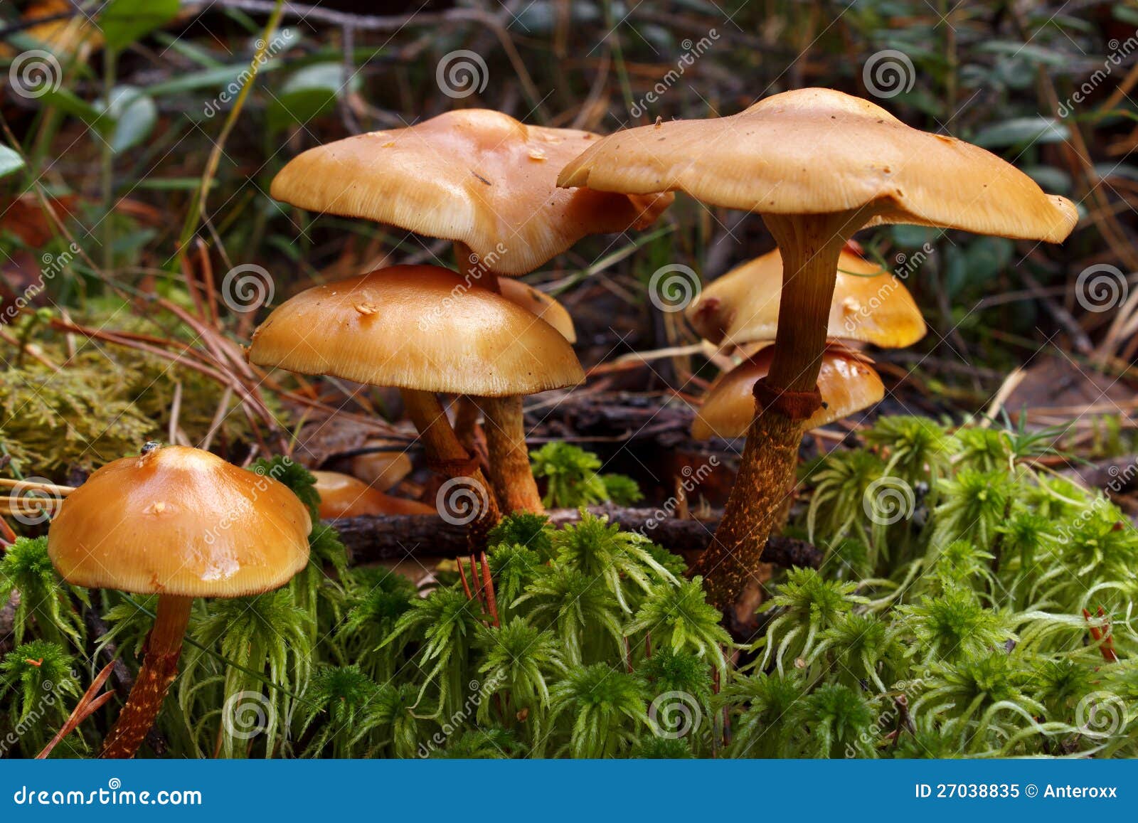 Webcap mushrooms stock image. Image of deadly, poison - 27038835