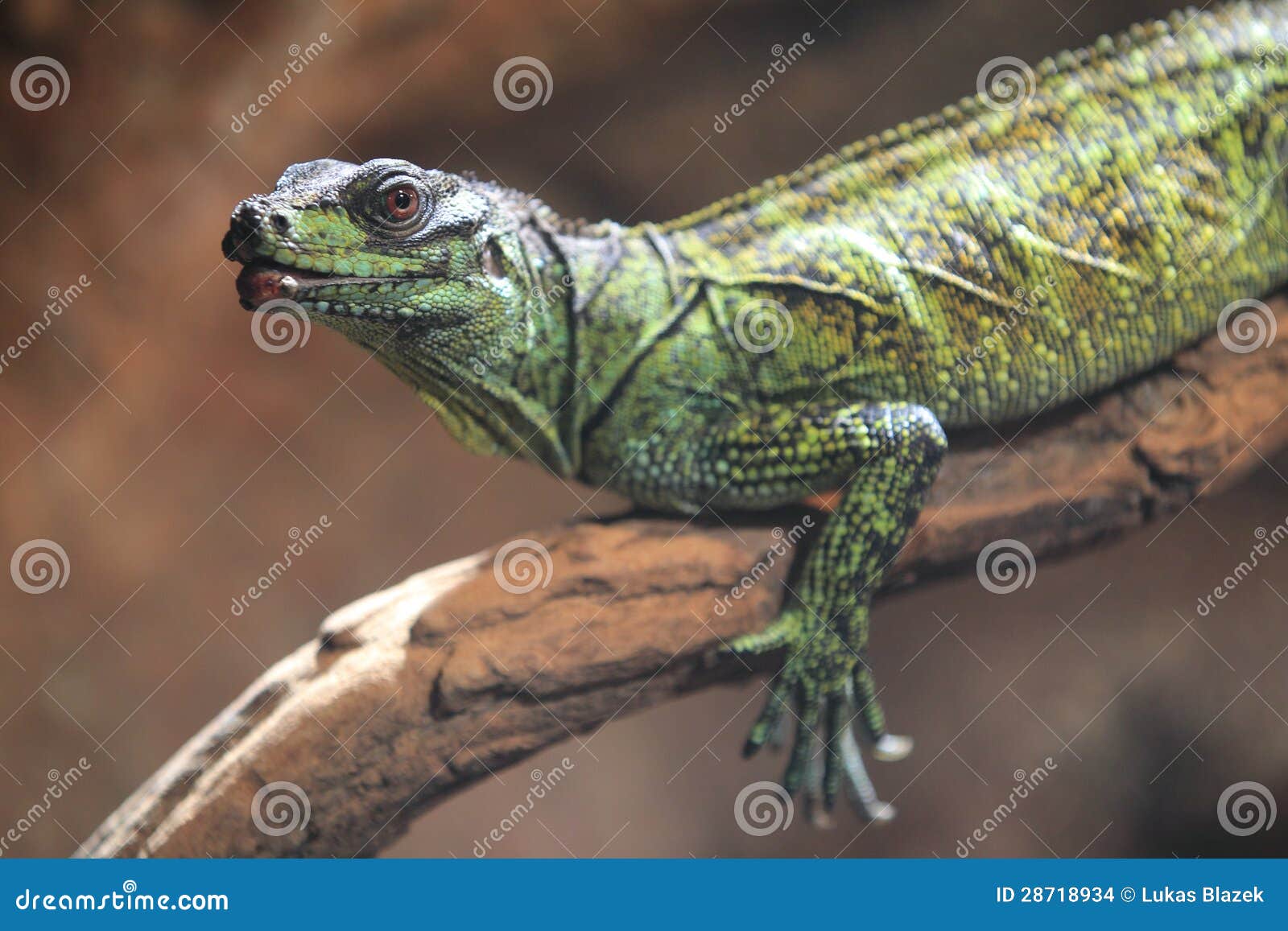 Weber s sailfin lizard stock photo. Image of animal, agamid - 28718934