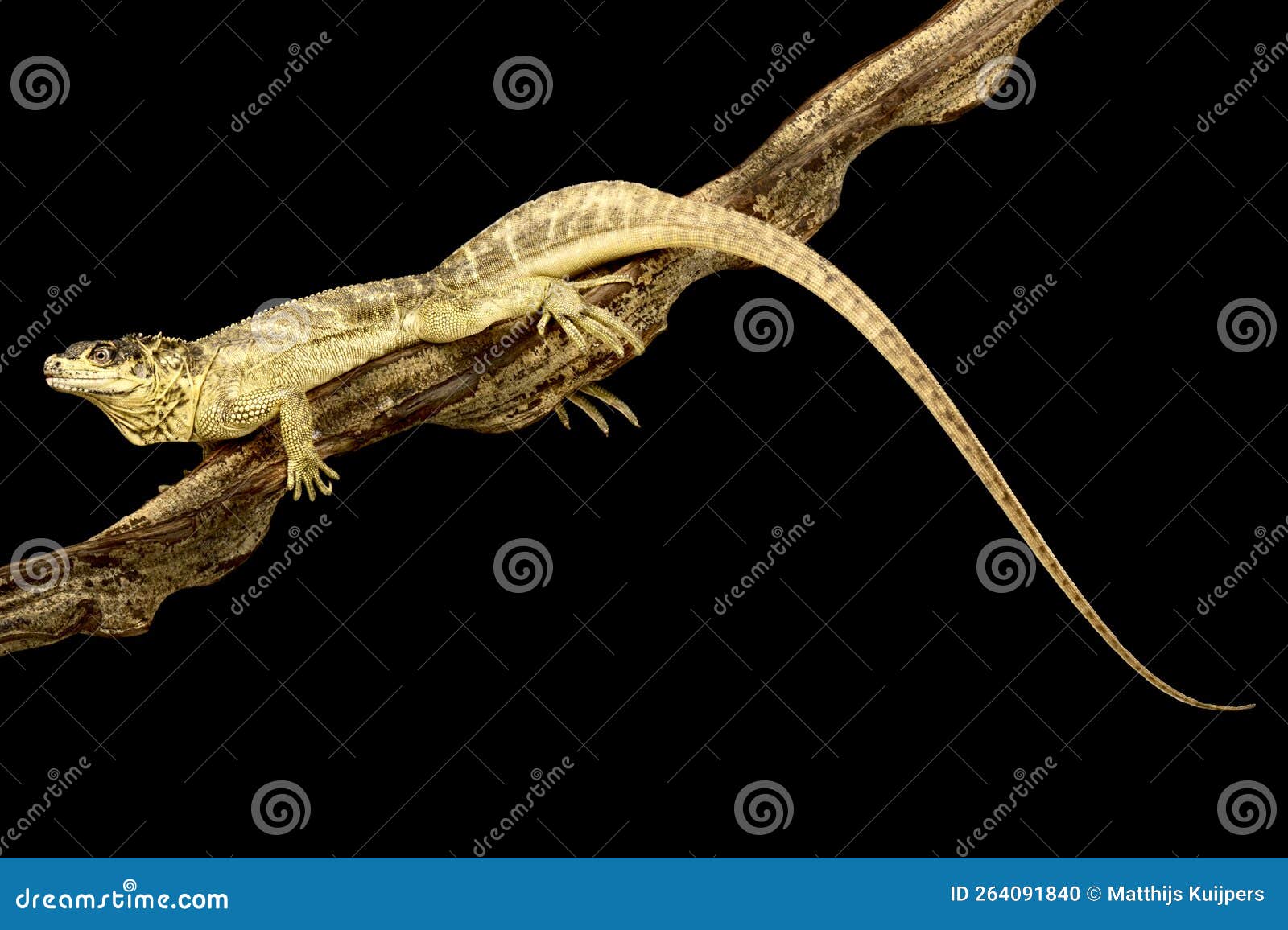 Weber`s Sailfin Lizard Hydrosaurus Weberi Stock Photo - Image of ...