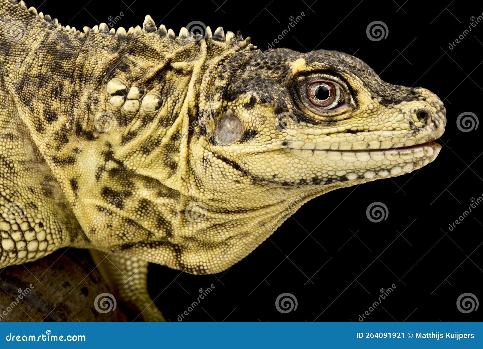 Weber`s Sailfin Lizard Hydrosaurus Weberi Stock Image - Image of ...
