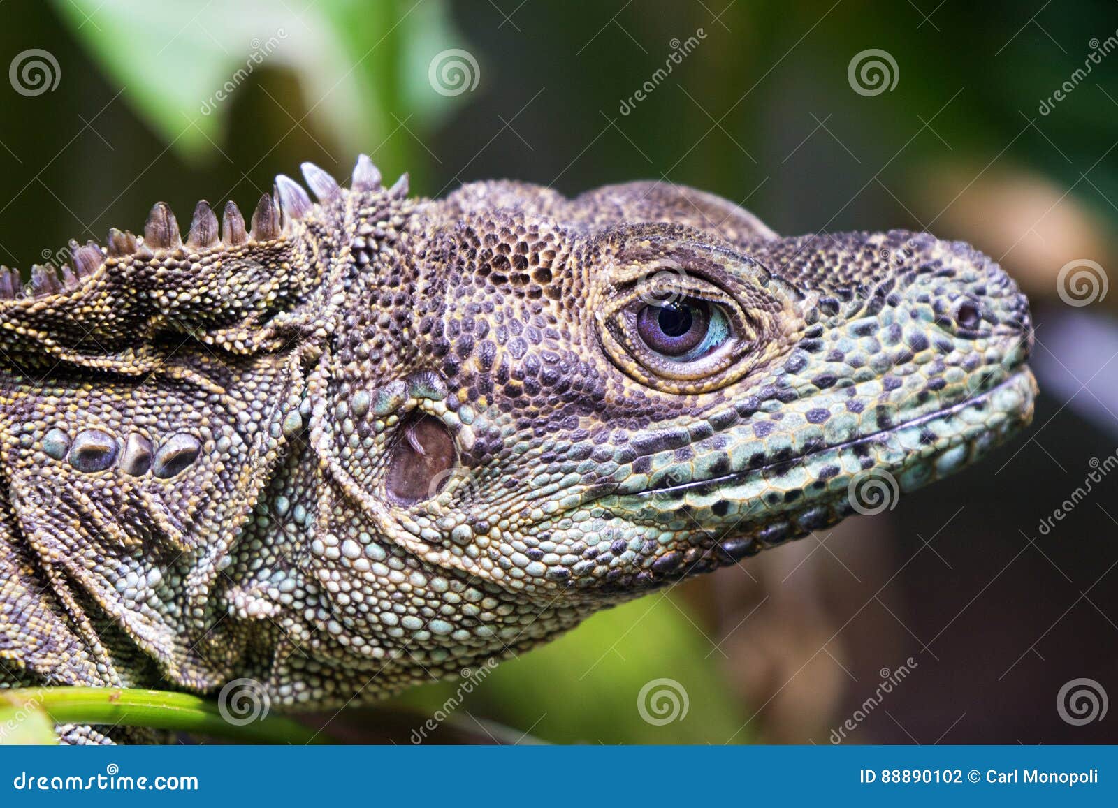 Weber`s Sailfin Lizard Hydrosaurus Weberi Stock Photo - Image of animal ...