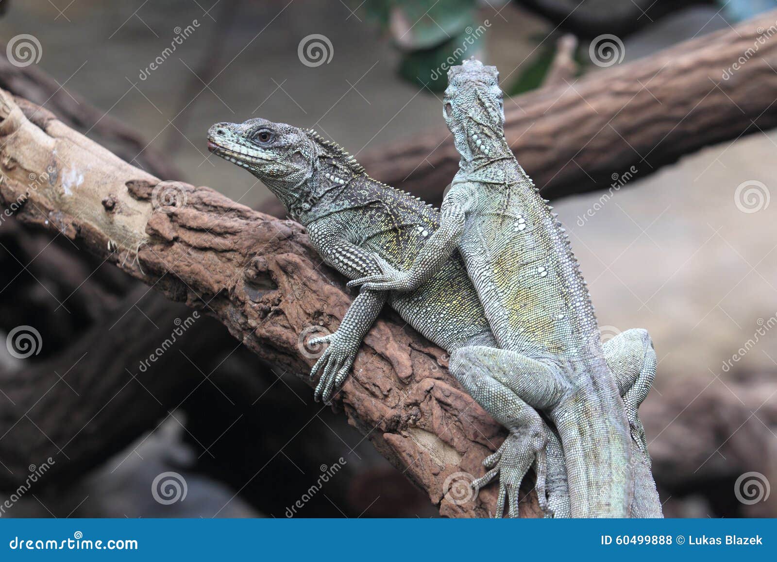 Weber sailfin lizard stock photo. Image of reptile, indonesia - 60499888