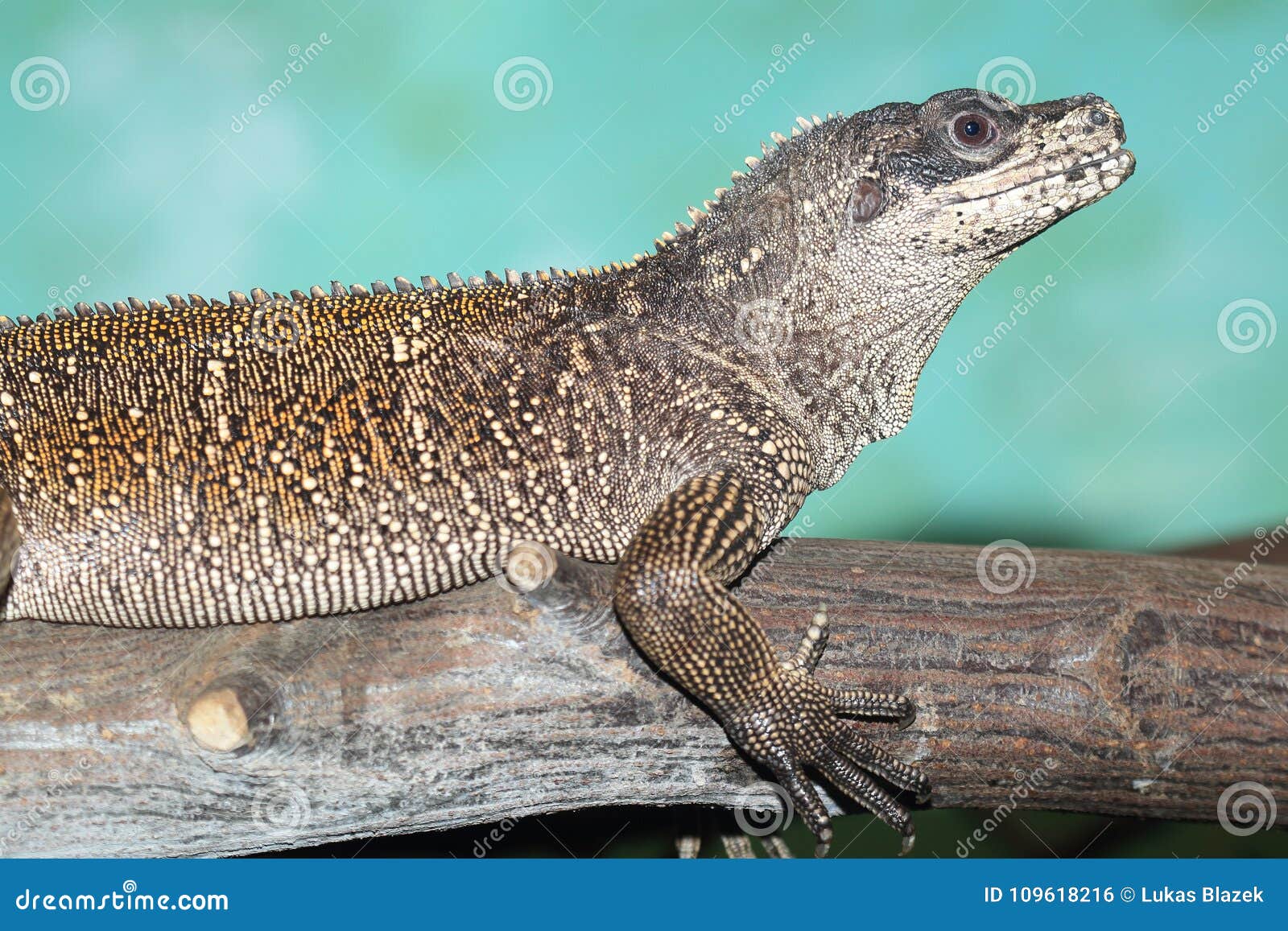 Weber sailfin lizard stock photo. Image of nature, hydrosaurus - 109618216