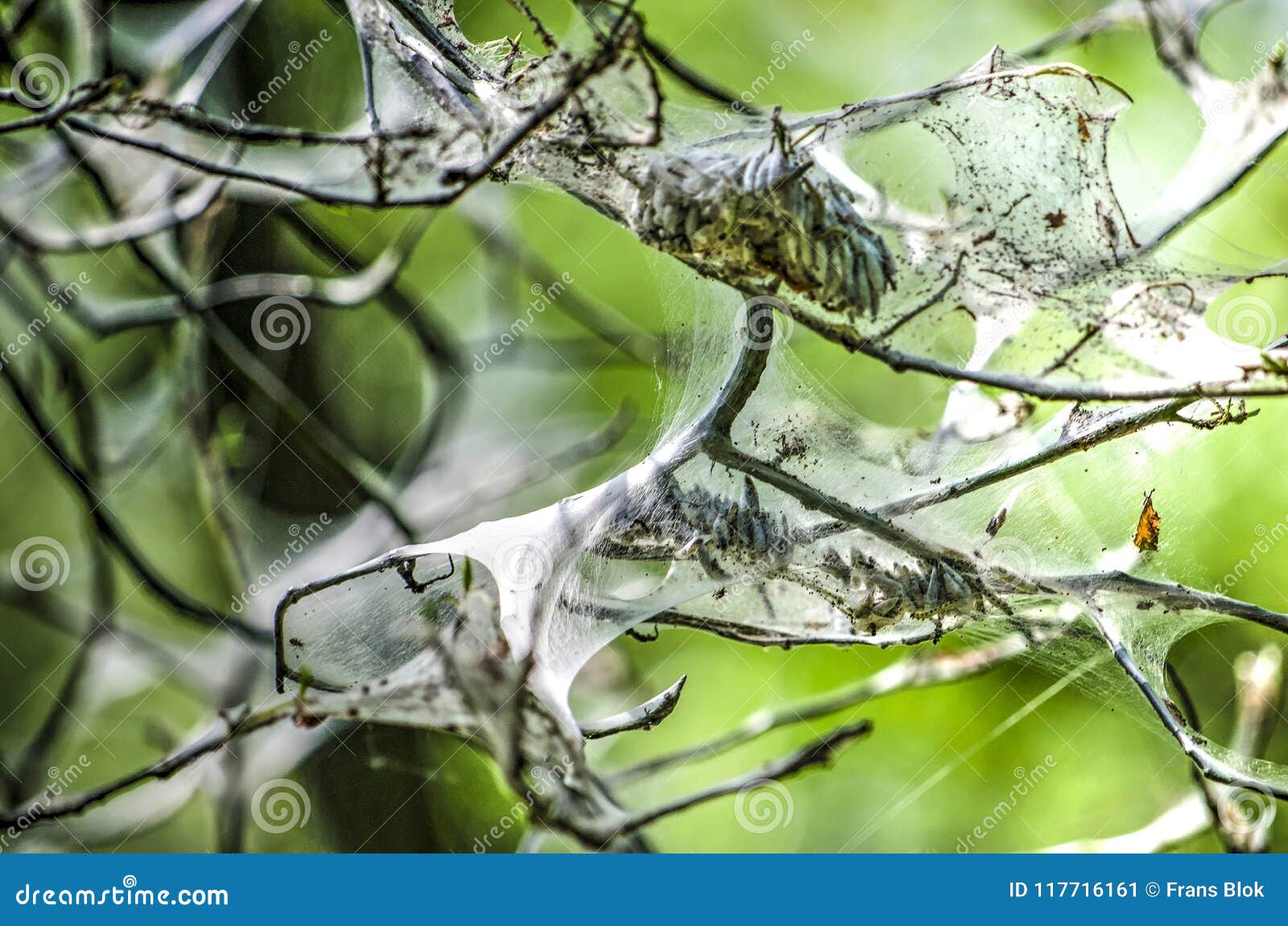 Webs of ermine moths stock image. Image of tree, moth - 117716161