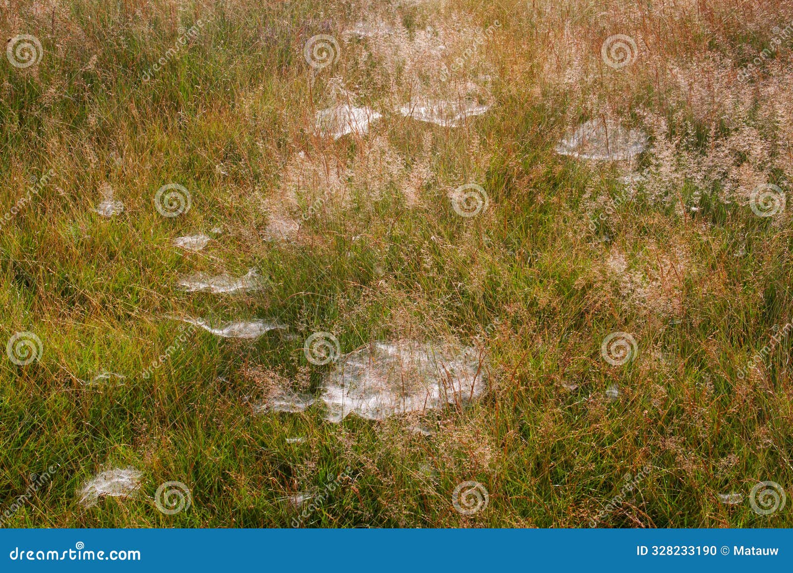 Webs of Sheet Weaver Spiders Covered with Dew Drops Stock Photo - Image ...