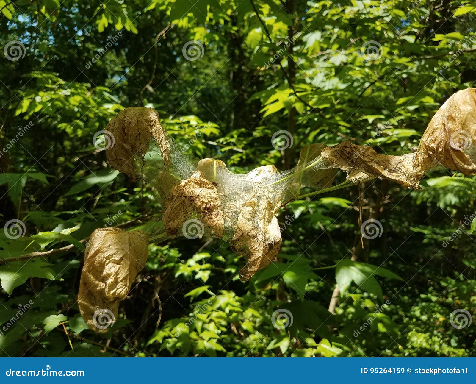 Webs in the trees stock image. Image of wildlife, insect - 95264159