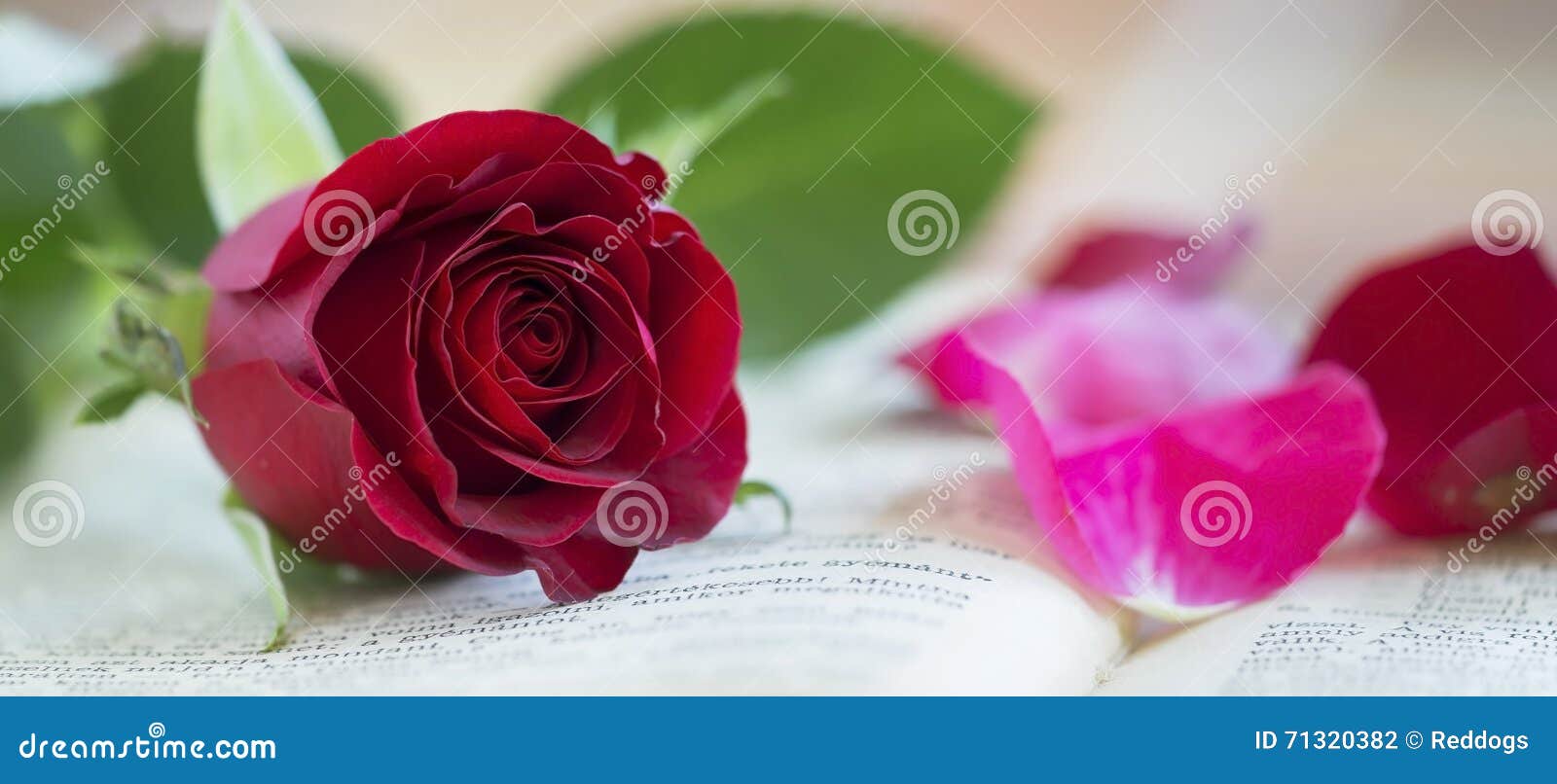 Website Banner Red Rose Stock Photos - Download 154 Royalty Free Photos