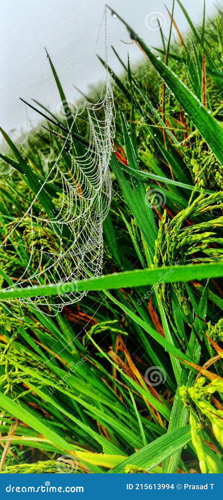 WebSpider SpiderWeb Web Spider Farm Stock Photo - Image of spiderweb ...