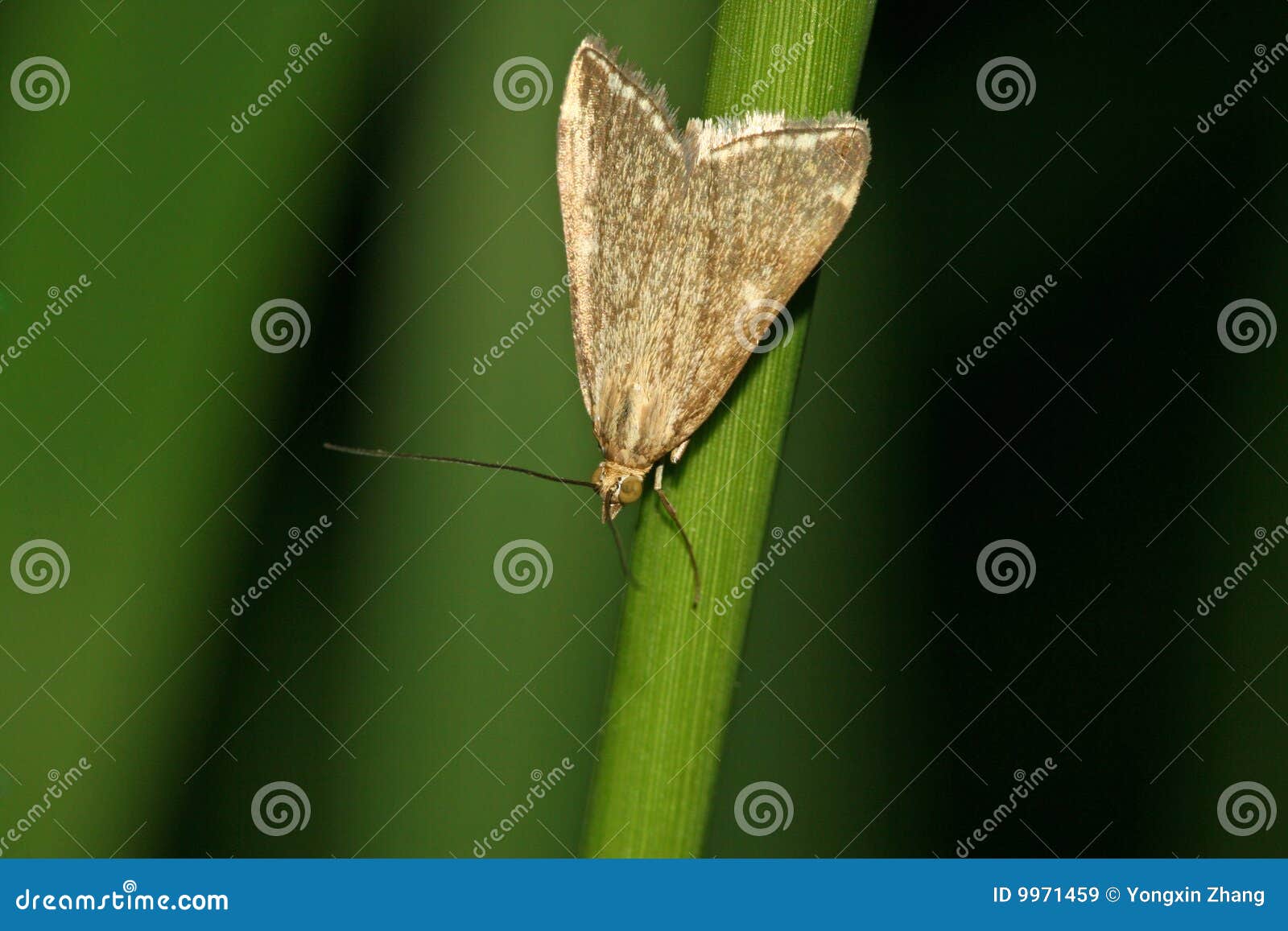Webworm stock image. Image of life, amount, outdoor, still - 9971459