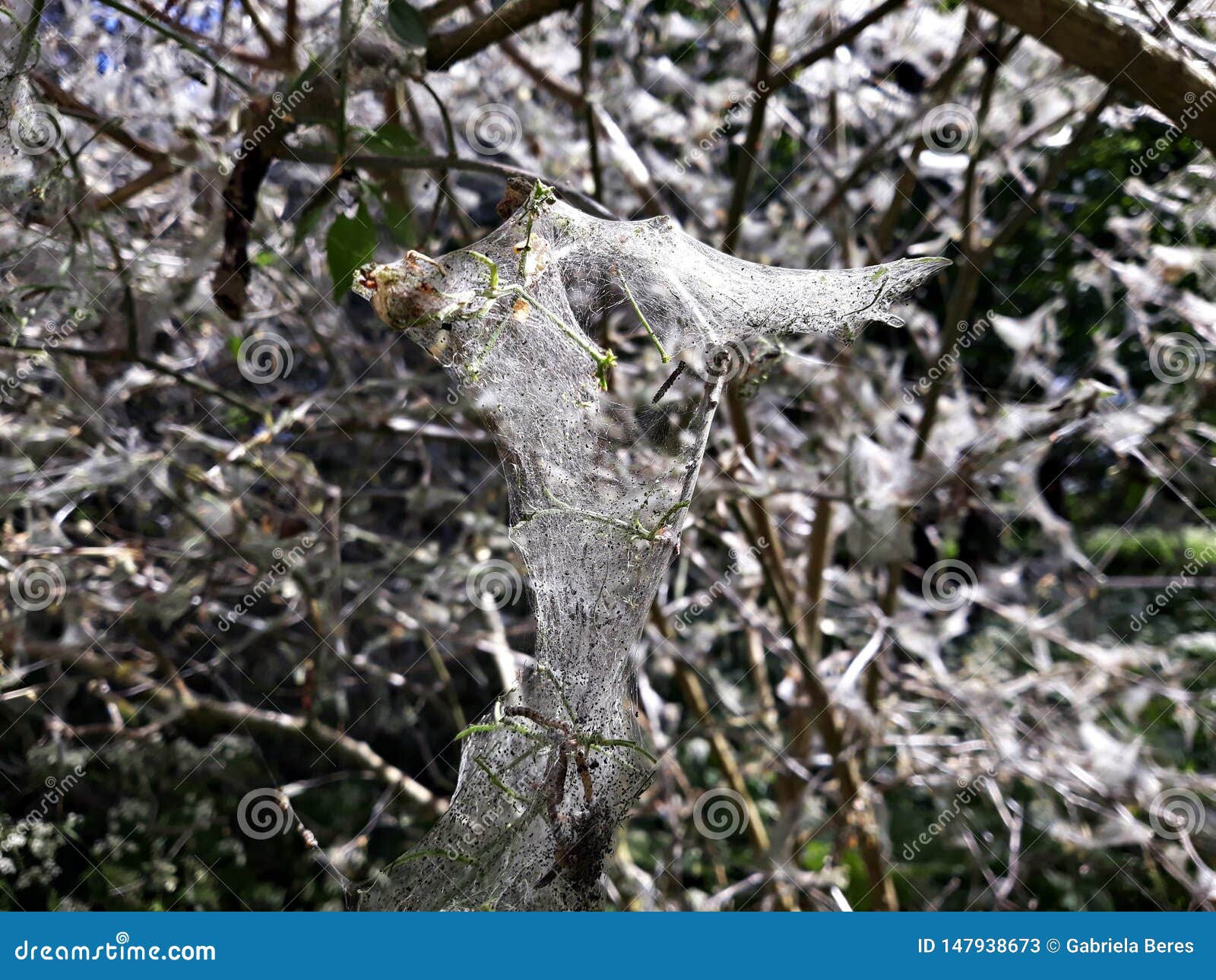 Webworm Caterpillars Visible Inside The Nest Stock Image Image Of