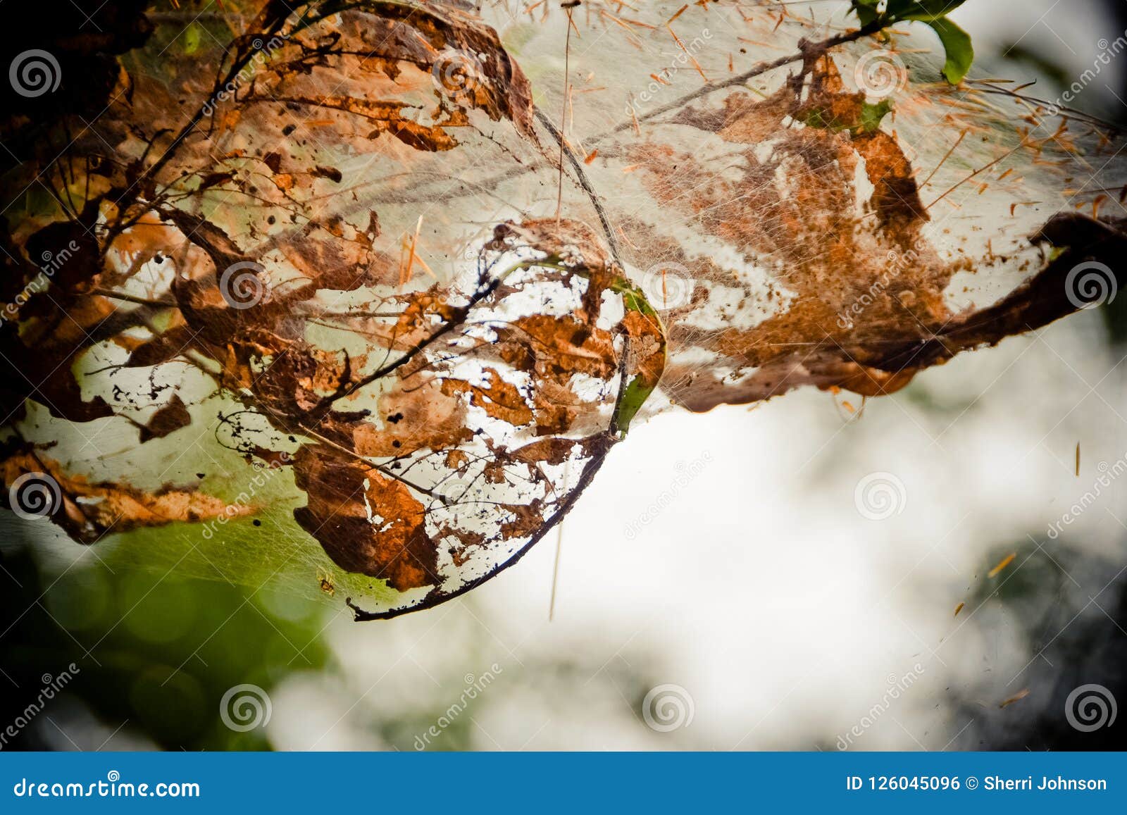 Webworm Moth Web in a Tree stock photo. Image of destroy - 126045096