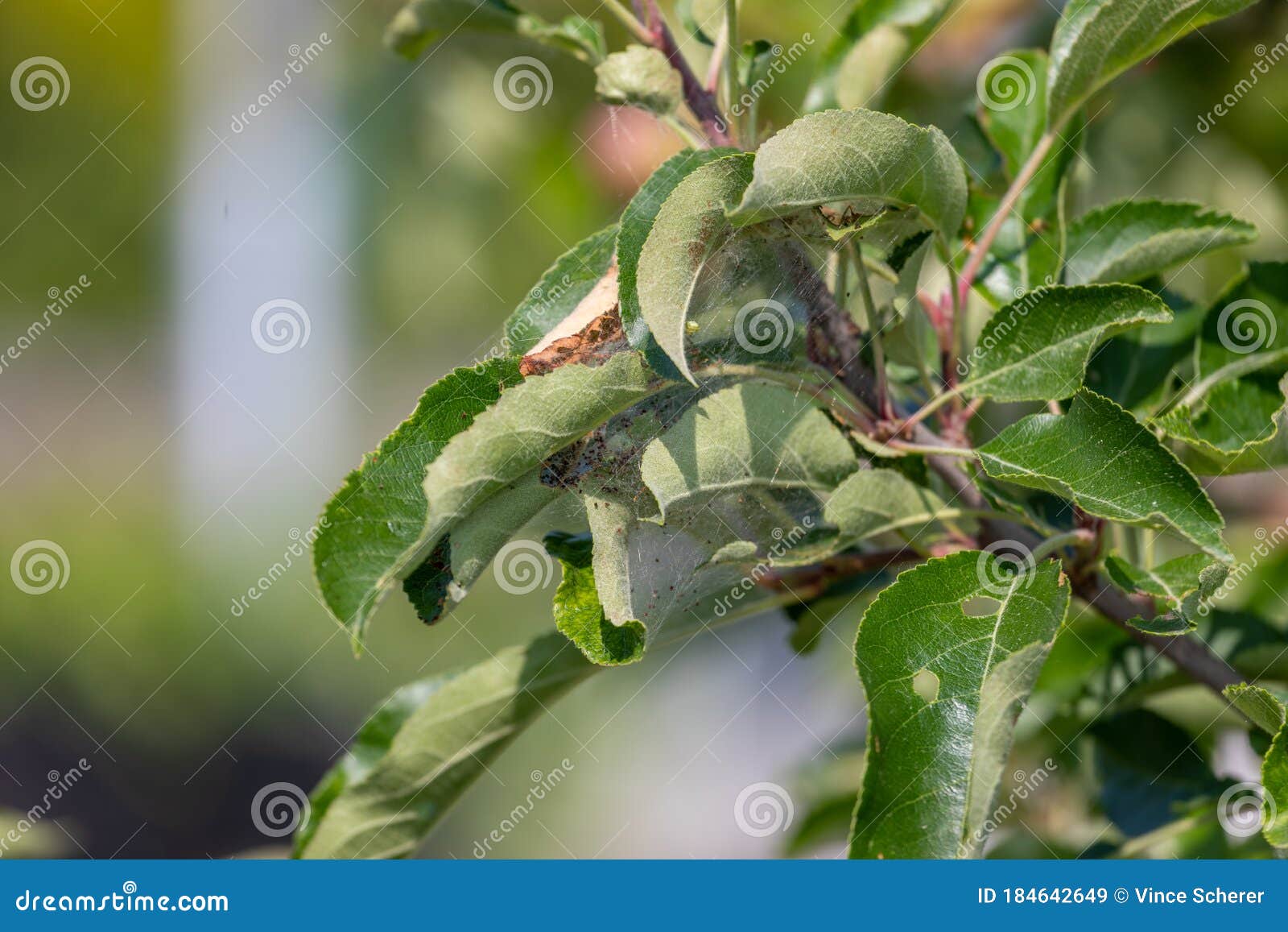 Webworms on Tree Branch, Apple Tree Stock Image - Image of nest, insect ...