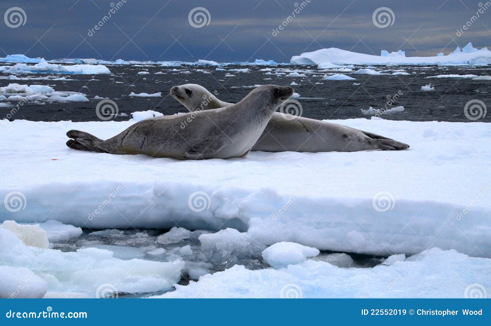 Weddel Seals stock image. Image of seal, watching, nice - 22552019