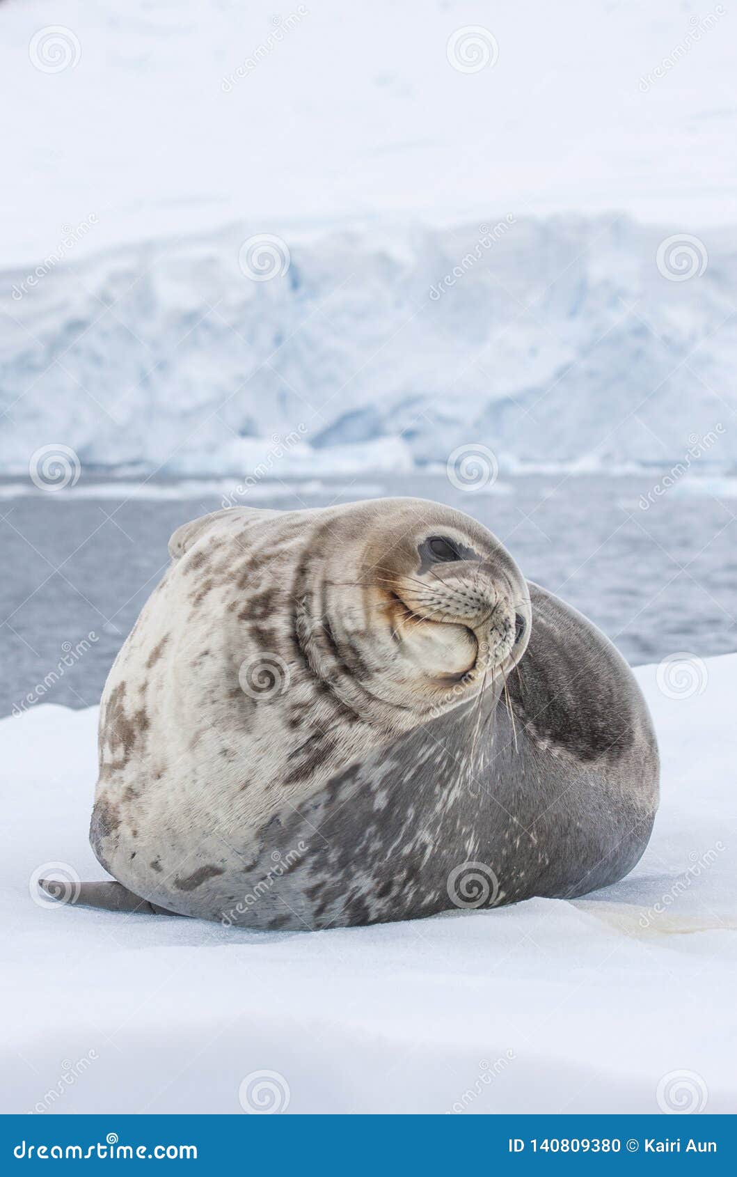 Weddell Seal on an Iceberg in Antarctic Peninsula Stock Photo - Image ...