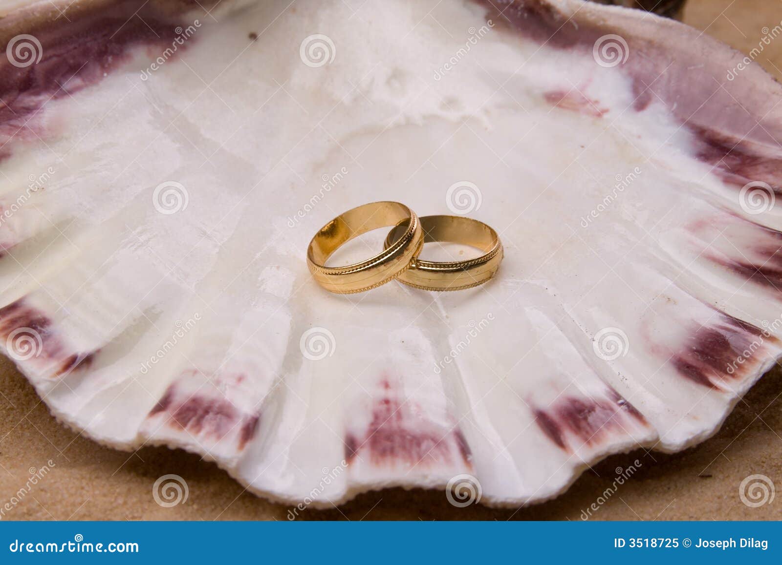 Wedding band on shell stock image. Image of nature, mollusk - 3518725