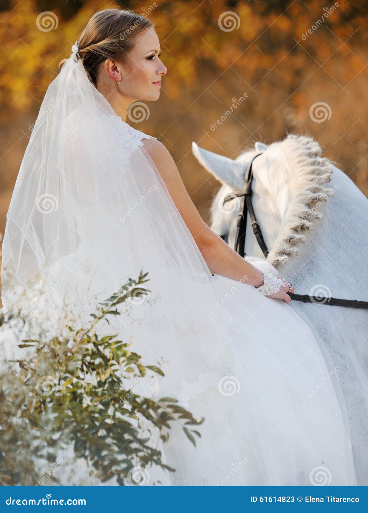 Wedding. Bride with White Horse. Stock Image - Image of dream ...