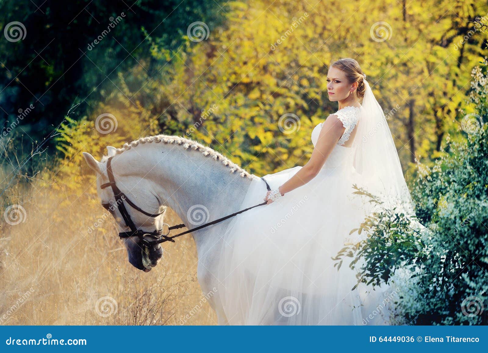 Wedding. Bride with White Horse. Stock Photo - Image of marry, animal ...