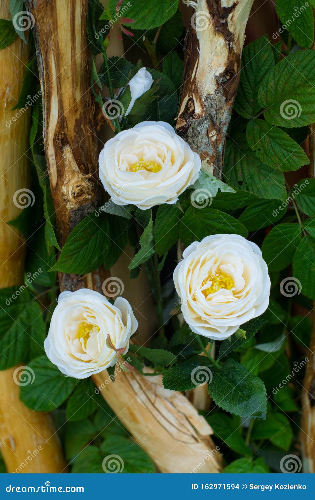 Wedding Decorations with White Roses Stock Photo - Image of colorful ...