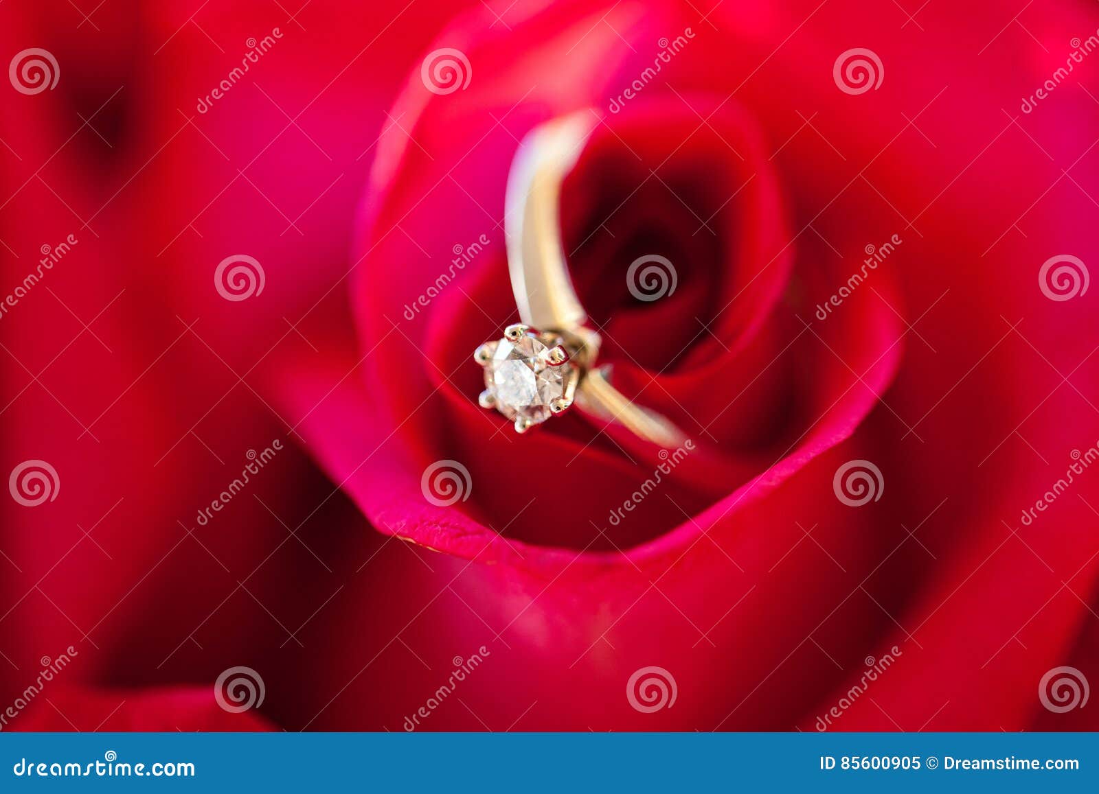Wedding Diamond Ring in Rose, Will You Marry Me? Stock Image - Image of ...