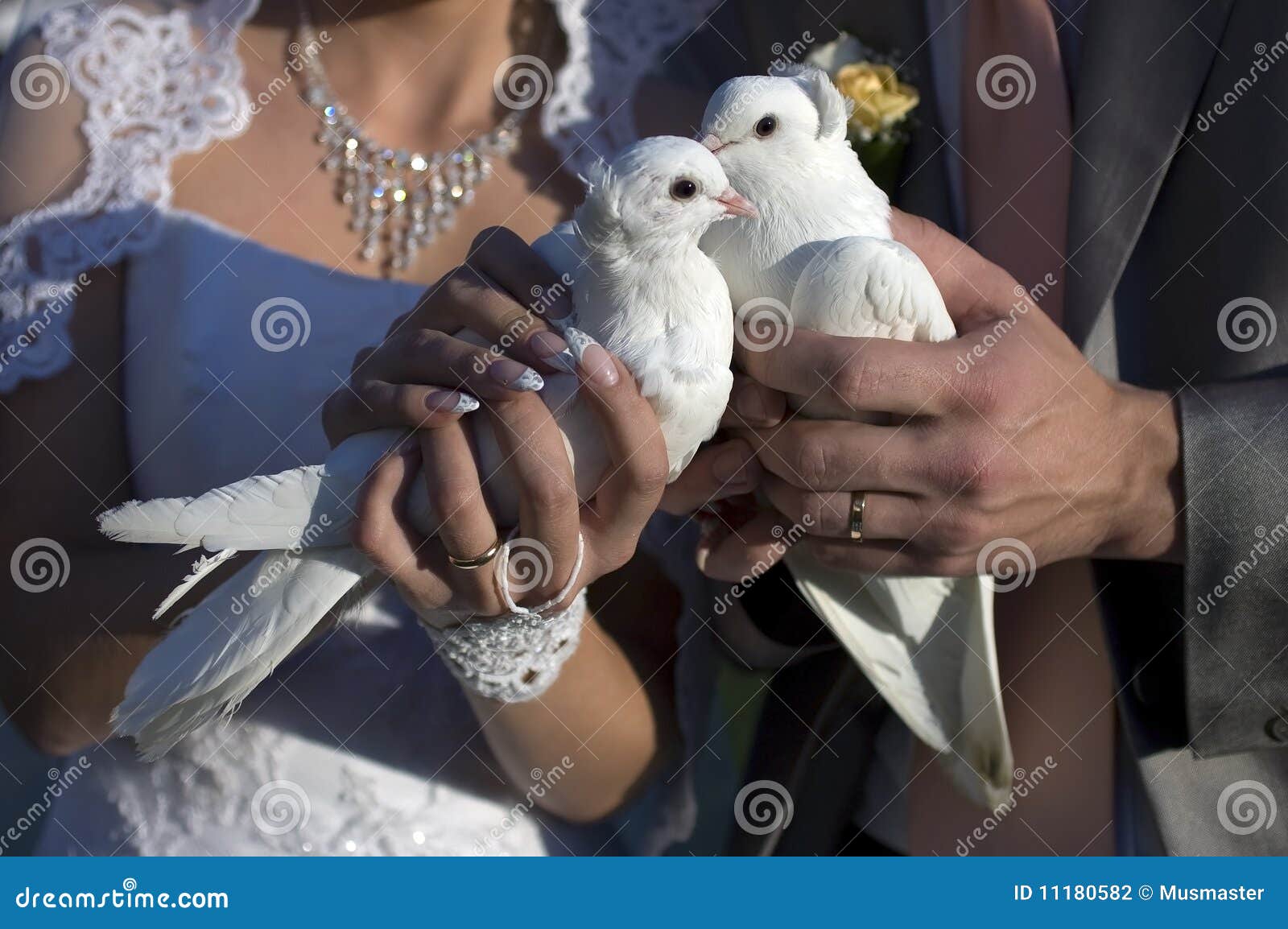 Wedding doves stock photo. Image of hands, doves, bride - 11180582